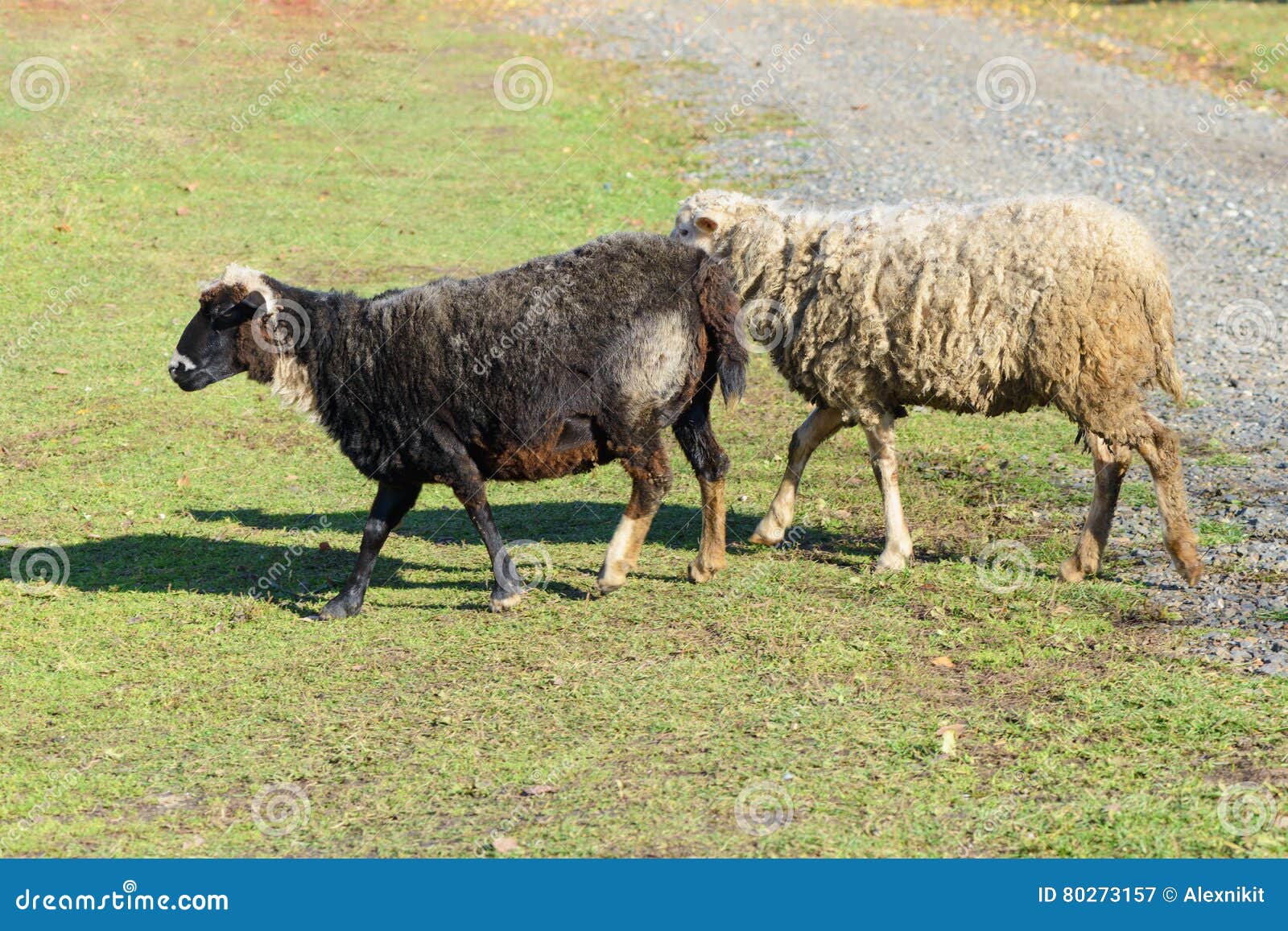 Two Sheep Crossing the Road Stock Image - Image of summer, grass: 80273157