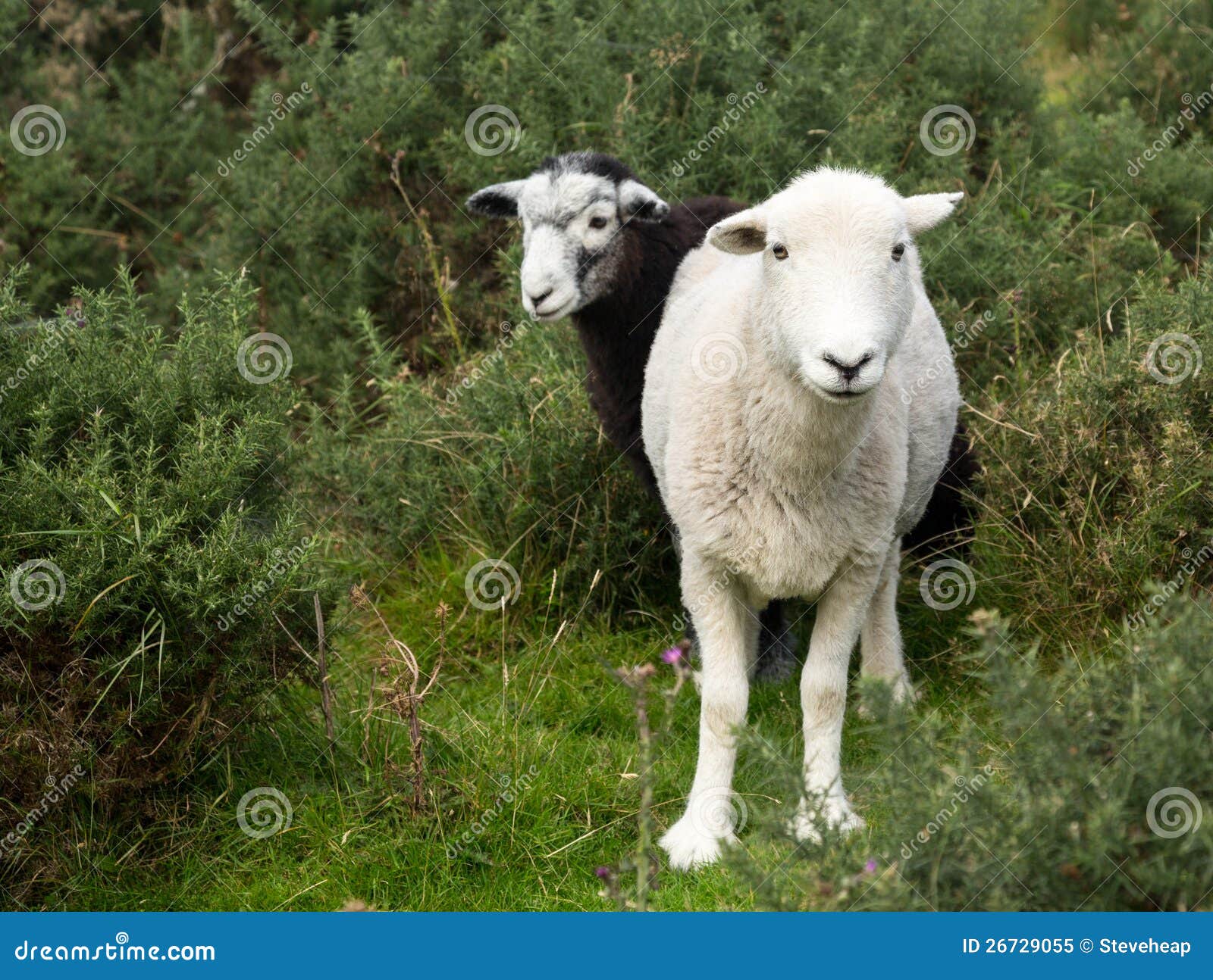 Two Sheep Curious Stare at Camera Stock Image - Image of lamb ...