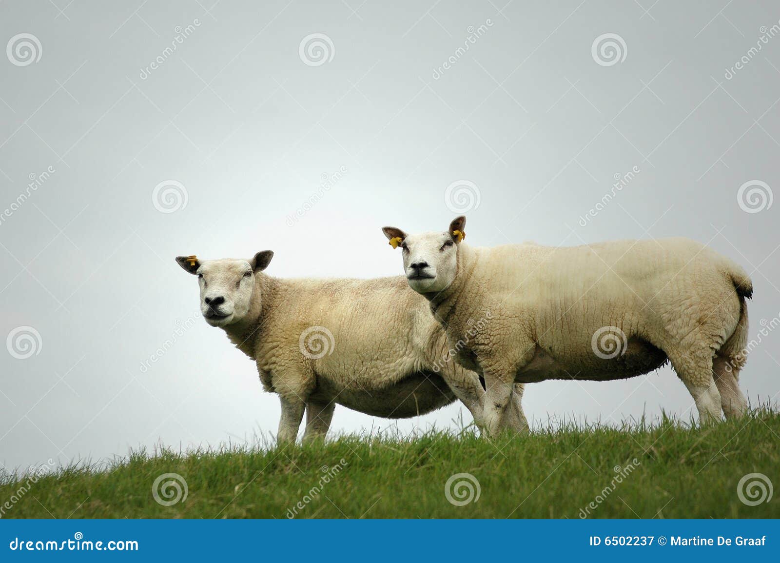 Two Sheep on a stock image. Image of grey, high, animal - 6502237
