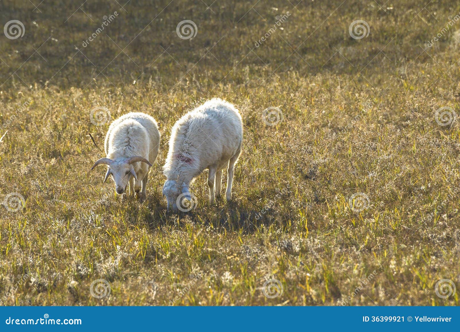 Two sheep stock image. Image of scenery, plant, sheep - 36399921