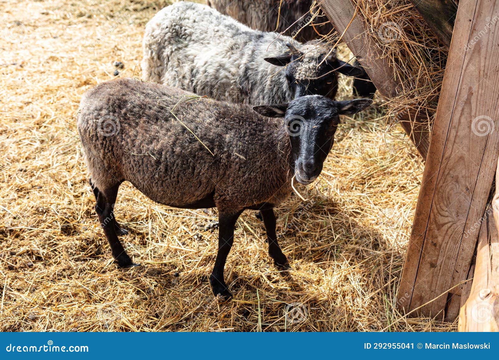 Two Sheep Eat Hay in the Pen Stock Image - Image of sheep, deer: 292955041