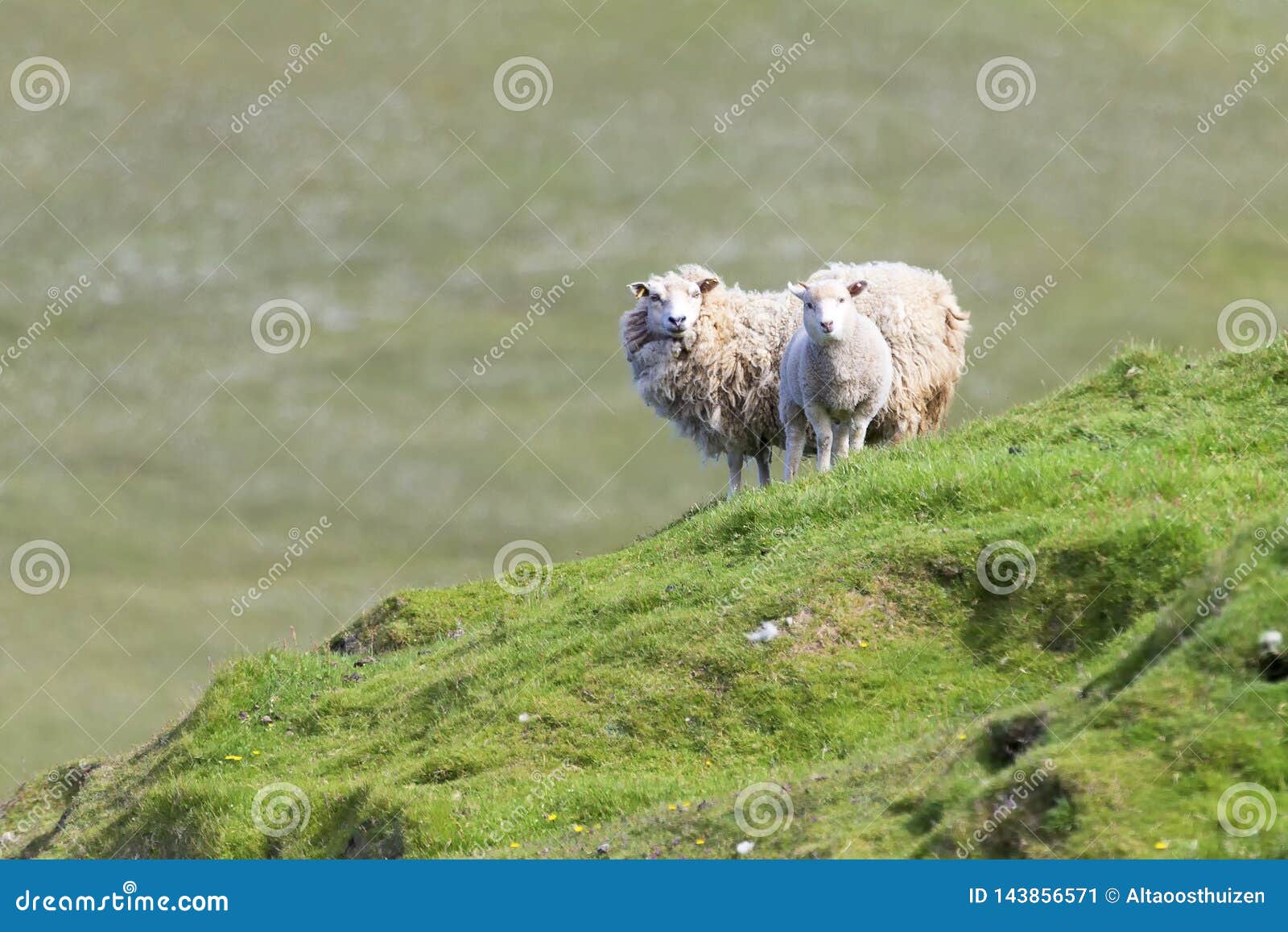 Two Sheep on Edge of a Cliff with Short Grass of Shetland Islands Stock ...