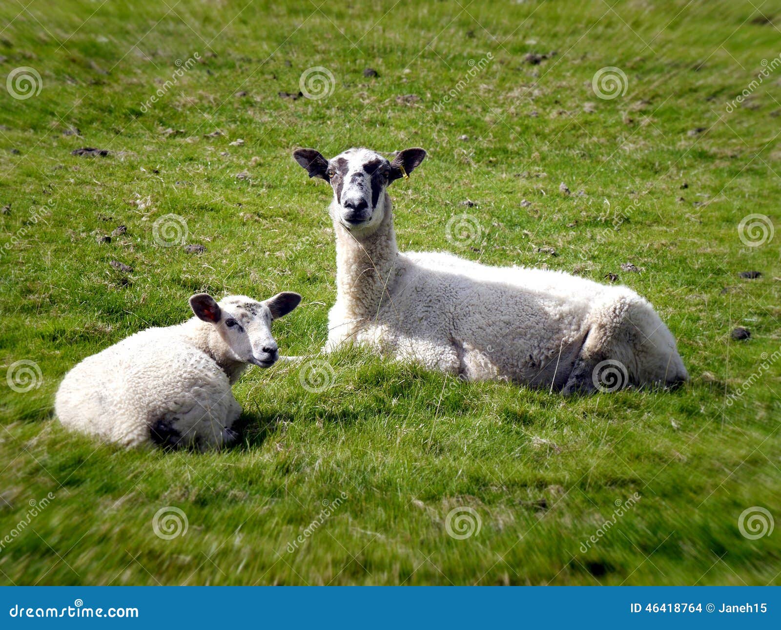 Two sheep in field stock photo. Image of pasture, sheep - 46418764