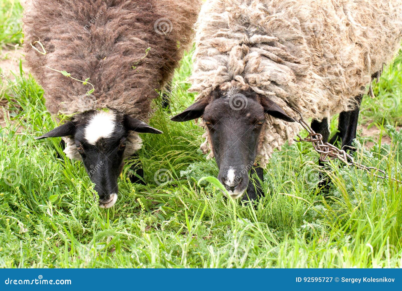 Two Sheep Graze on the Green Grass. Close-up Stock Image - Image of ...