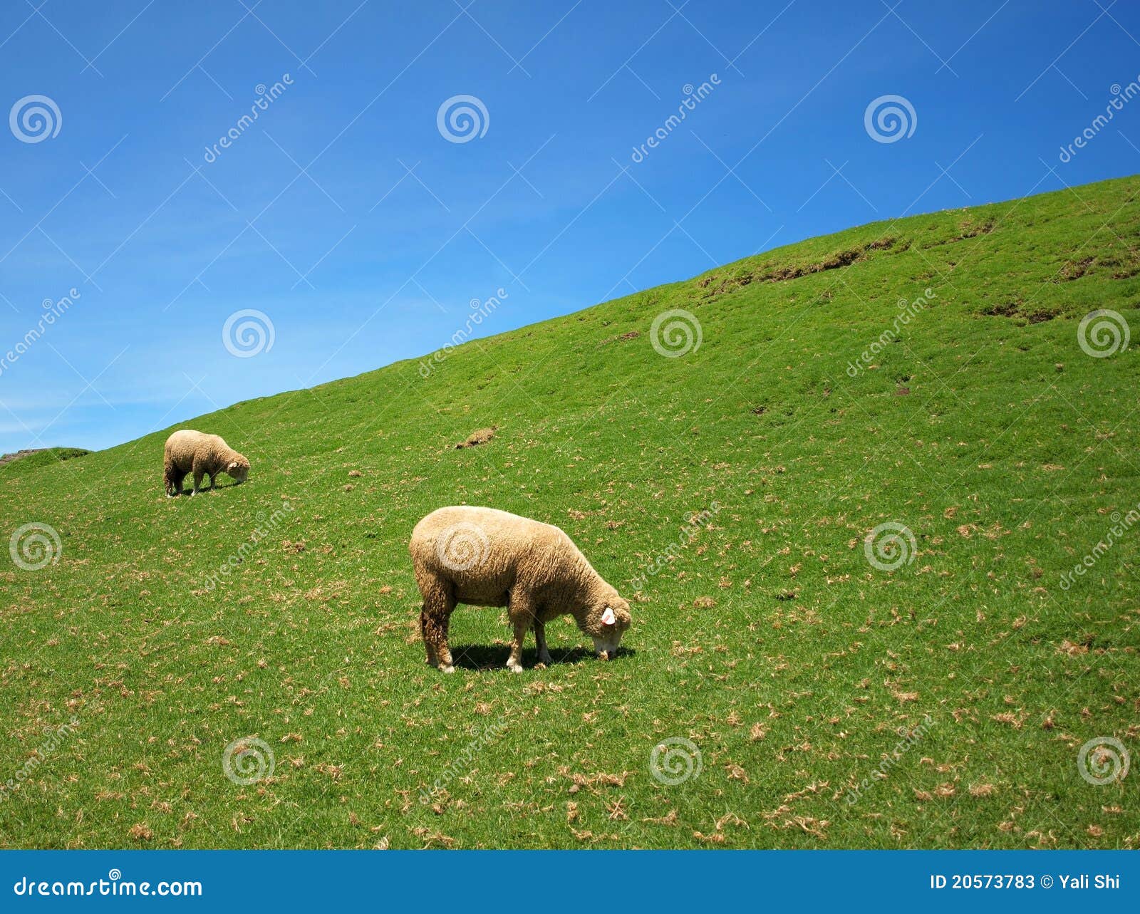 Two Sheep Graze on Lush Grass Stock Image - Image of tranquil ...