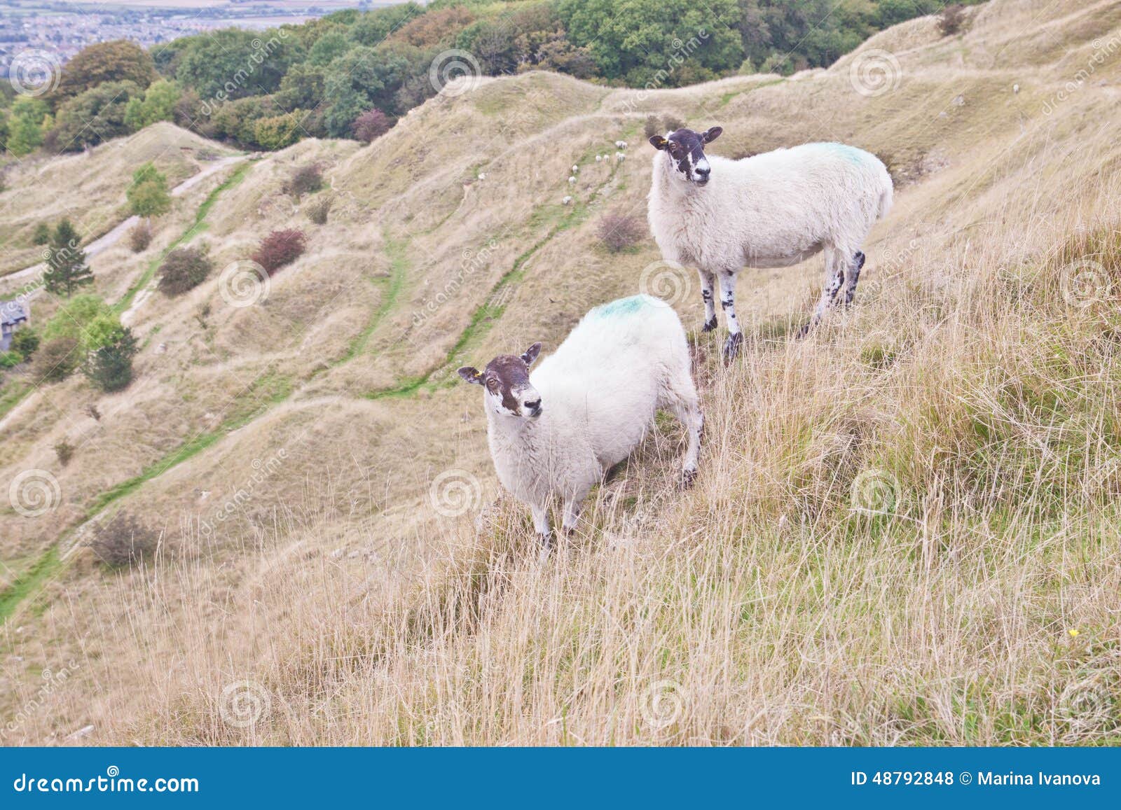 Two sheep grazing stock photo. Image of industry, country - 48792848