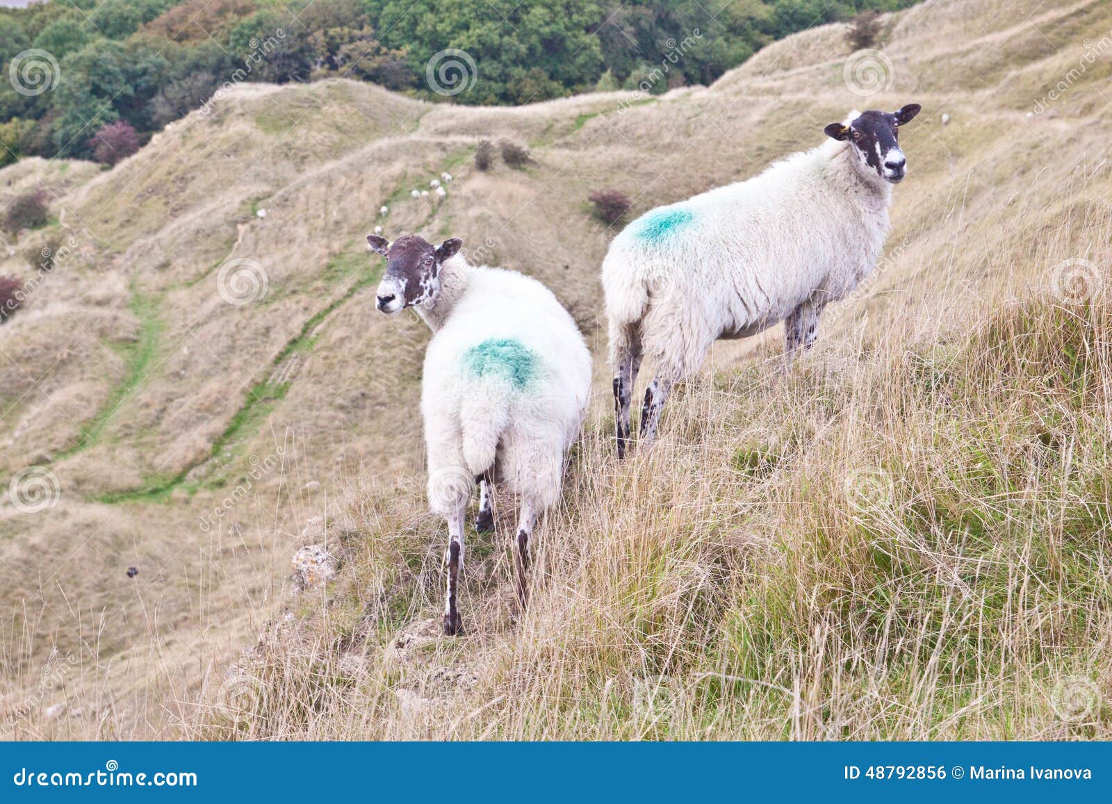 Two sheep grazing stock photo. Image of hill, baby, england - 48792856