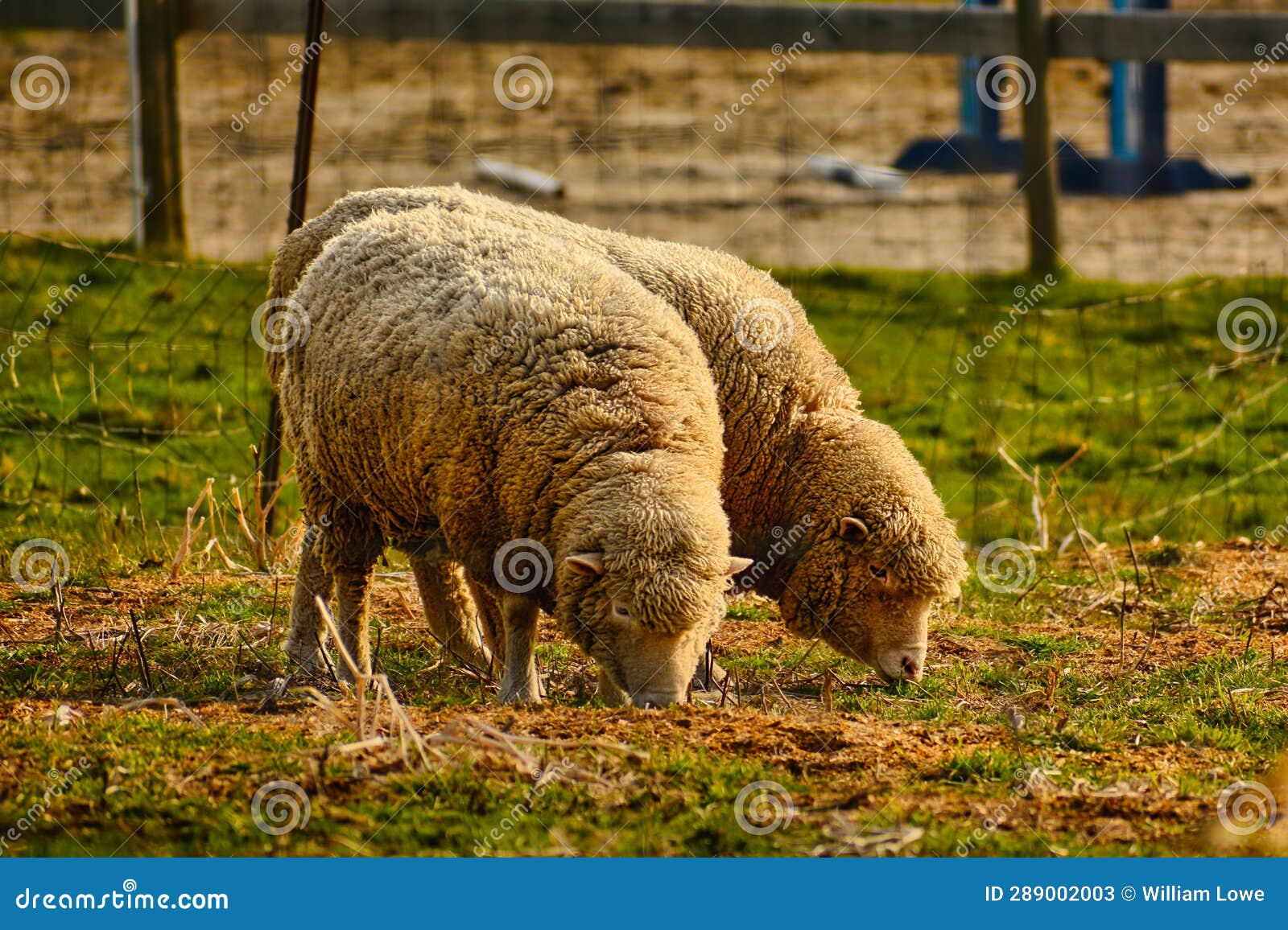 Two Sheep Grazing in the Field Stock Image - Image of green, peaceful ...