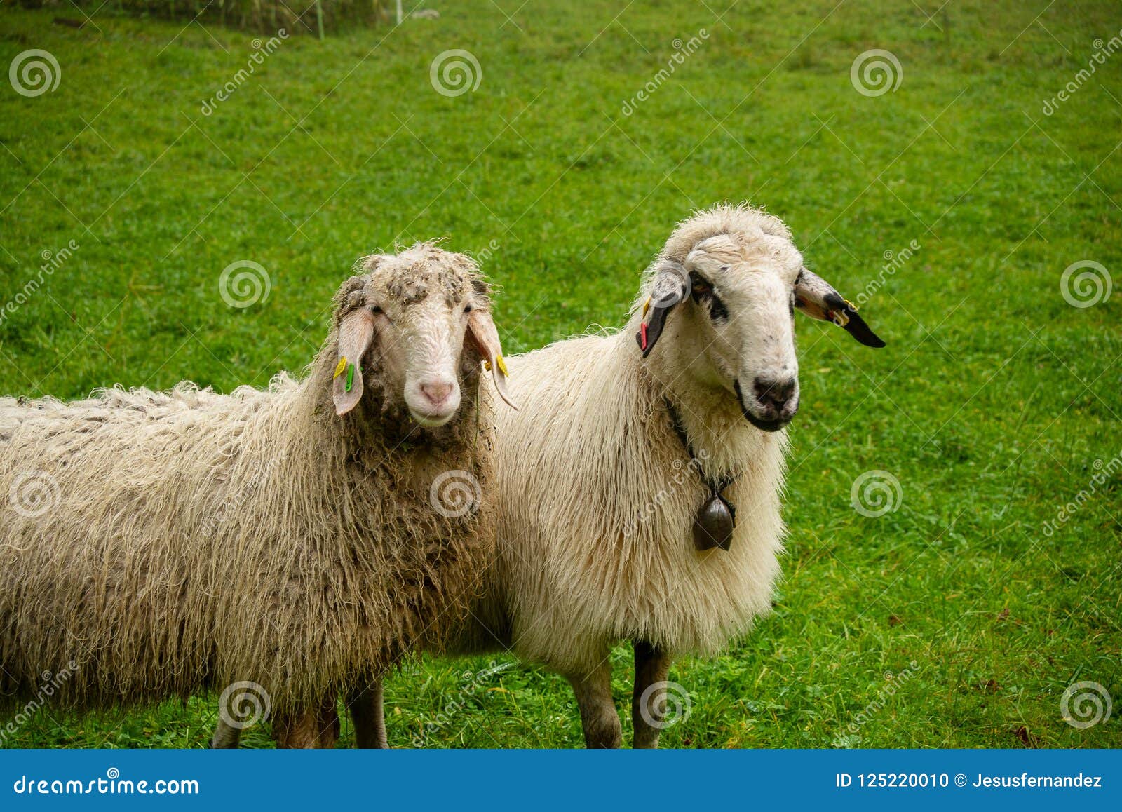 Two Sheep Grazing in a Meadow Stock Photo - Image of alps, cattle ...