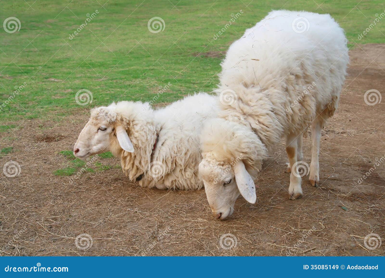 Two sheep stock image. Image of family, farmland, farming - 35085149