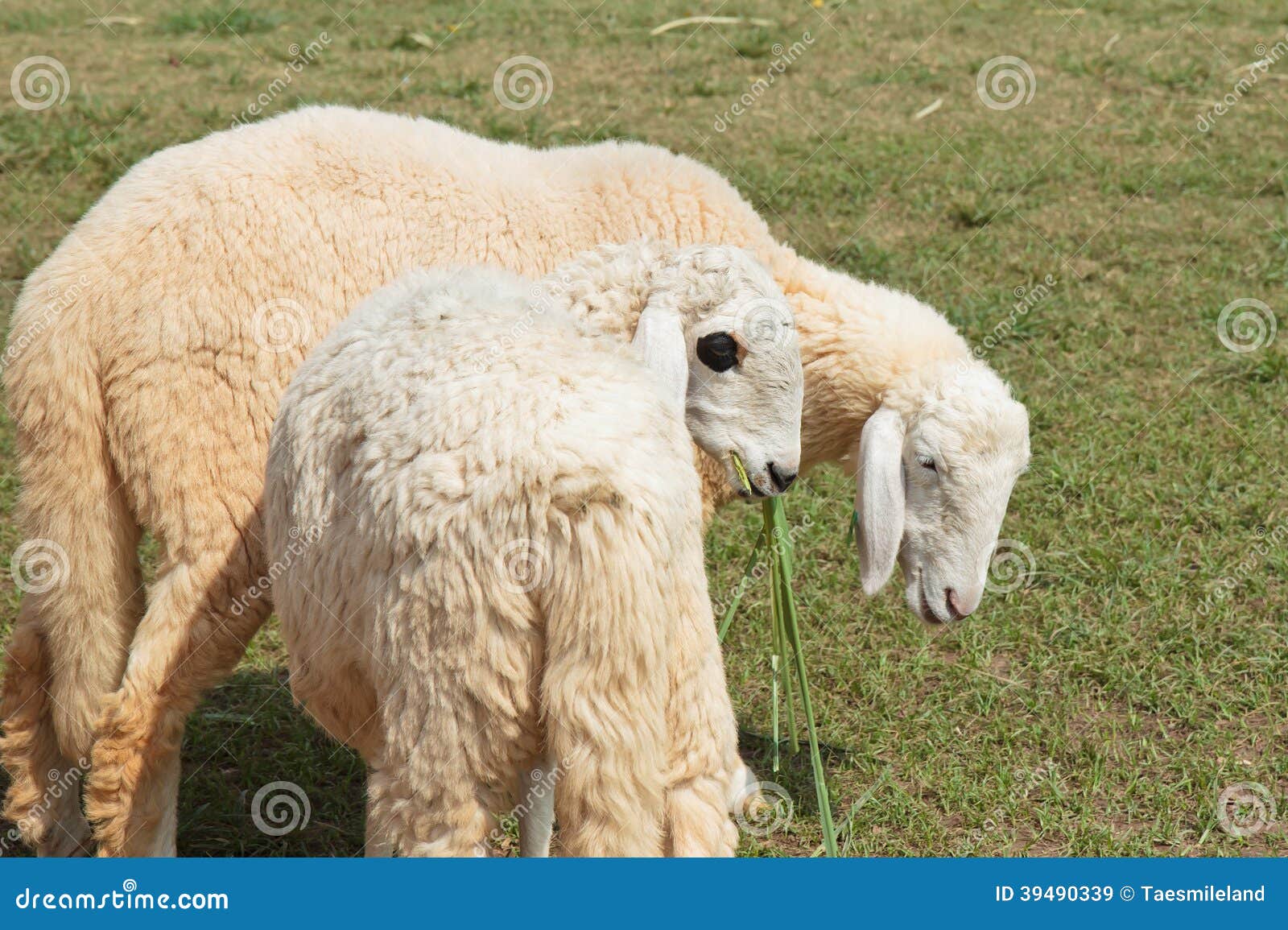 Two sheep stock image. Image of farming, land, farm, field - 39490339