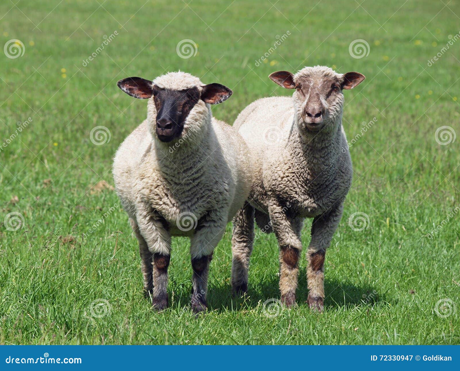 Two Sheep on a Green Meadow Stock Image - Image of standing, rearing ...