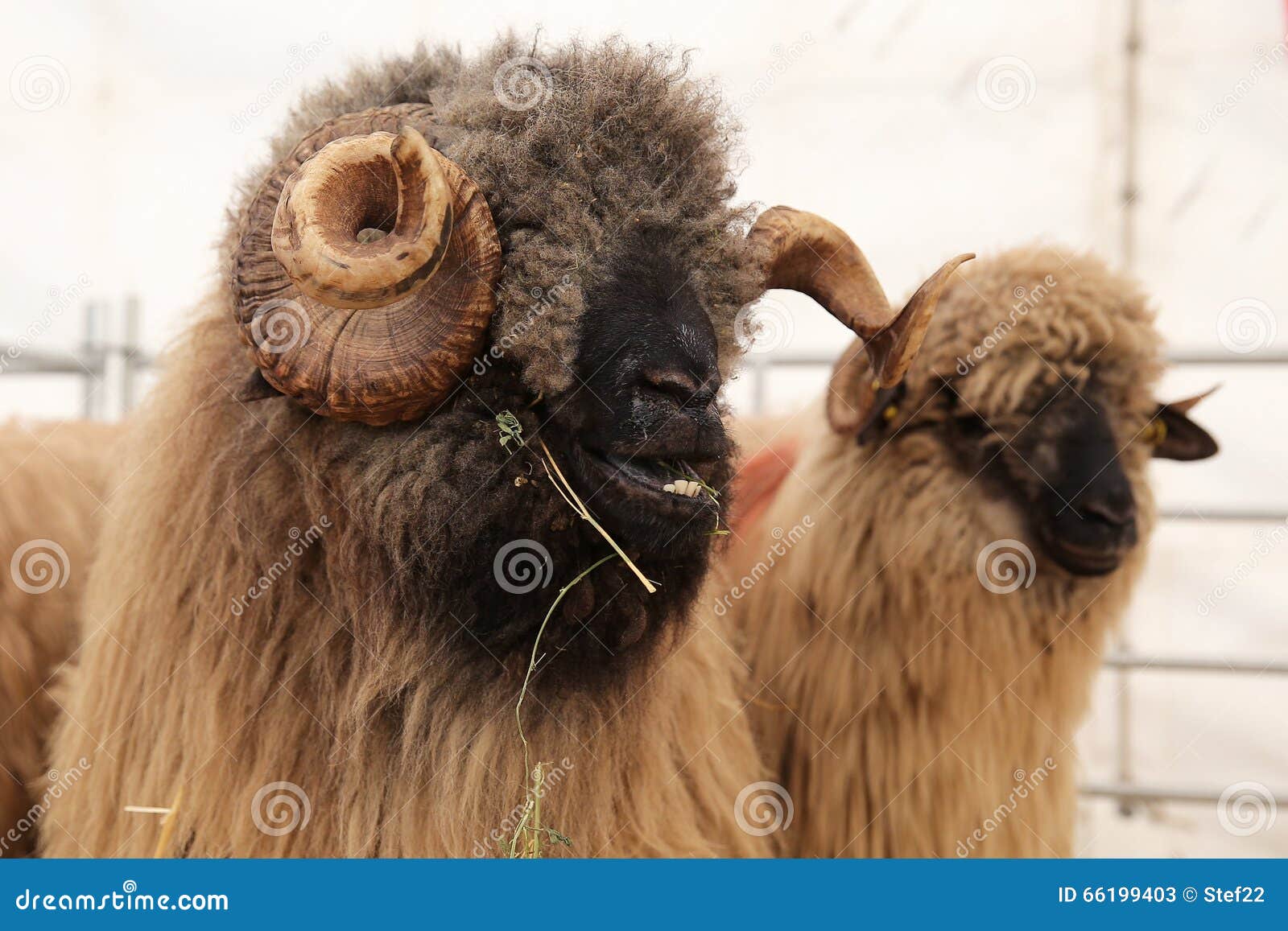 Two sheep stock image. Image of mammal, flock, coat, lamb - 66199403