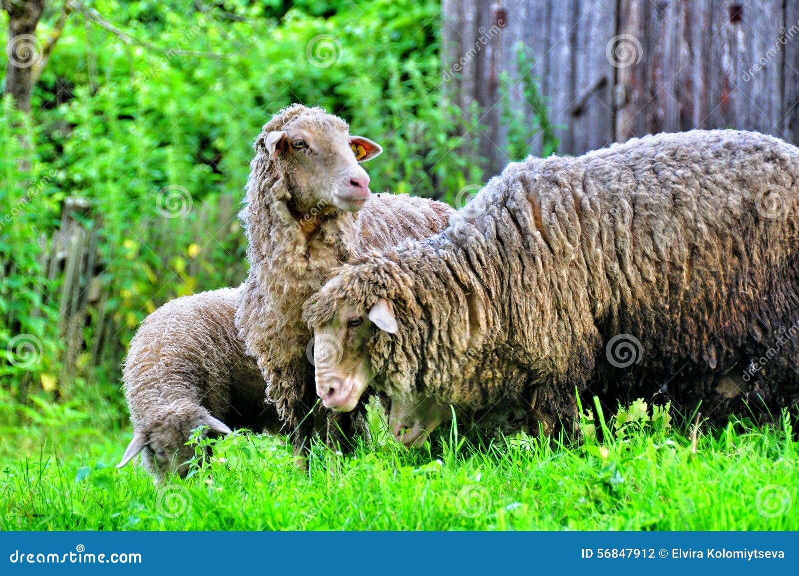Two sheep with lamb stock photo. Image of field, land - 56847912