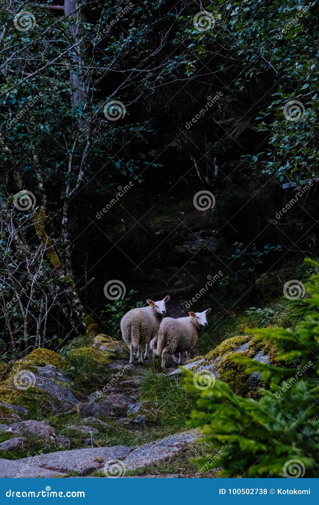 Two Sheep Look Back in the Forest Stock Photo - Image of pasture, rural ...
