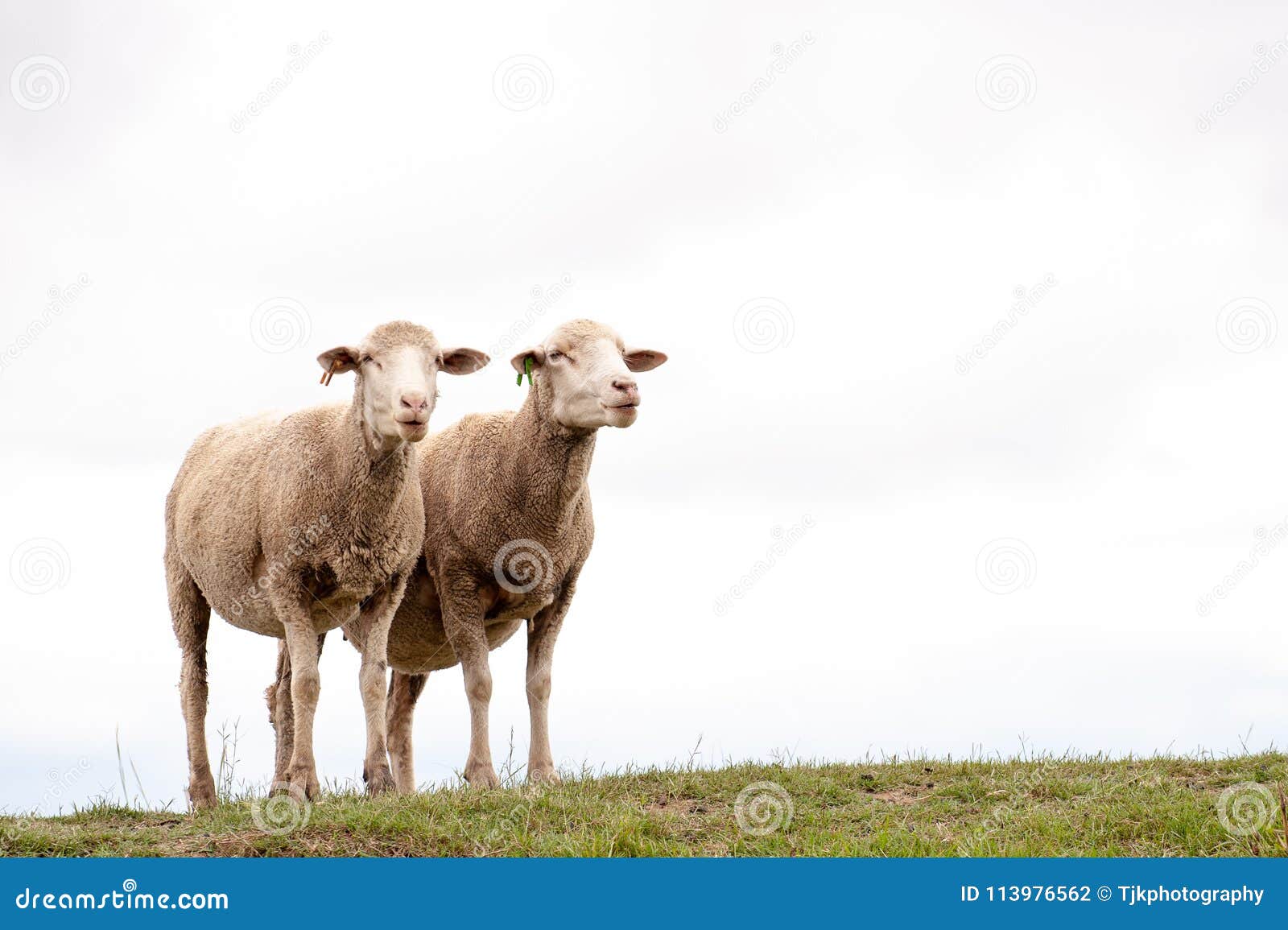 Two Sheep with White Cloudy Sky Behind Them, Isolated, Copy Space ...