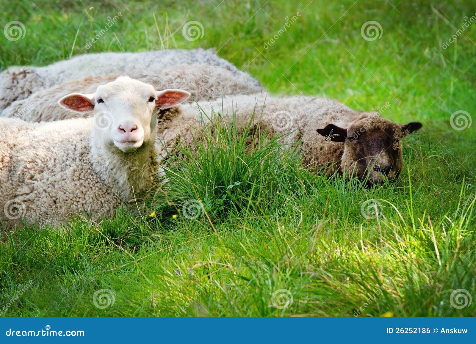 Two Sheep Lying On Green Grass Royalty Free Stock Image - Image: 26252186