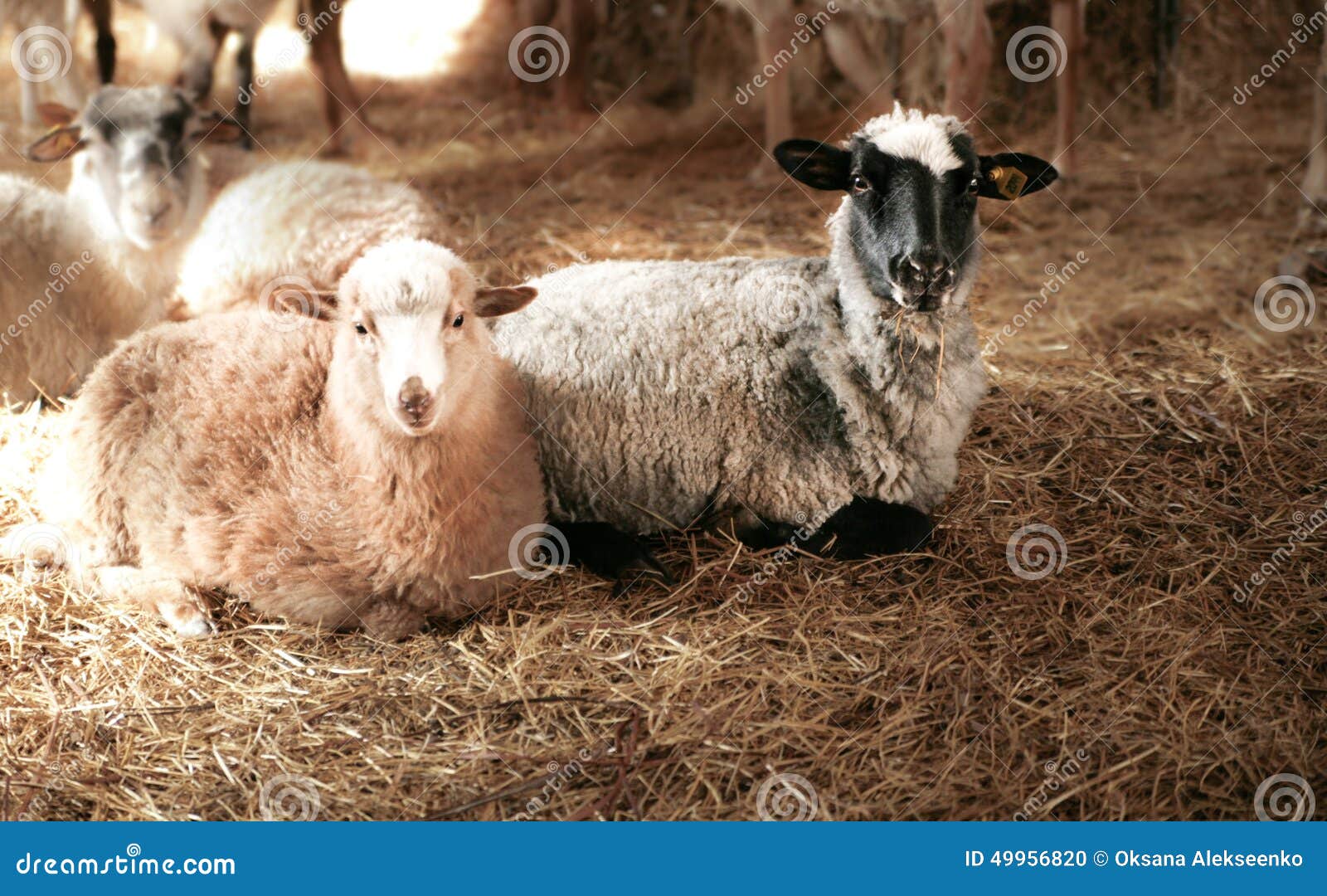 Two sheep lying on hay stock photo. Image of staring - 49956820