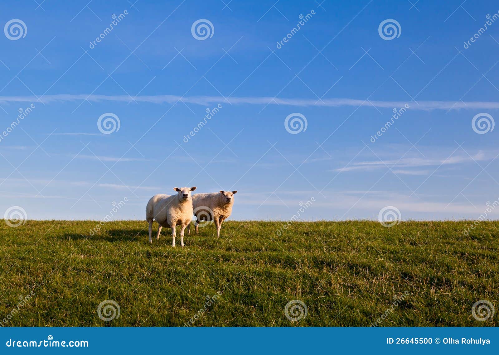 Two sheep over sky stock photo. Image of sheep, view - 26645500
