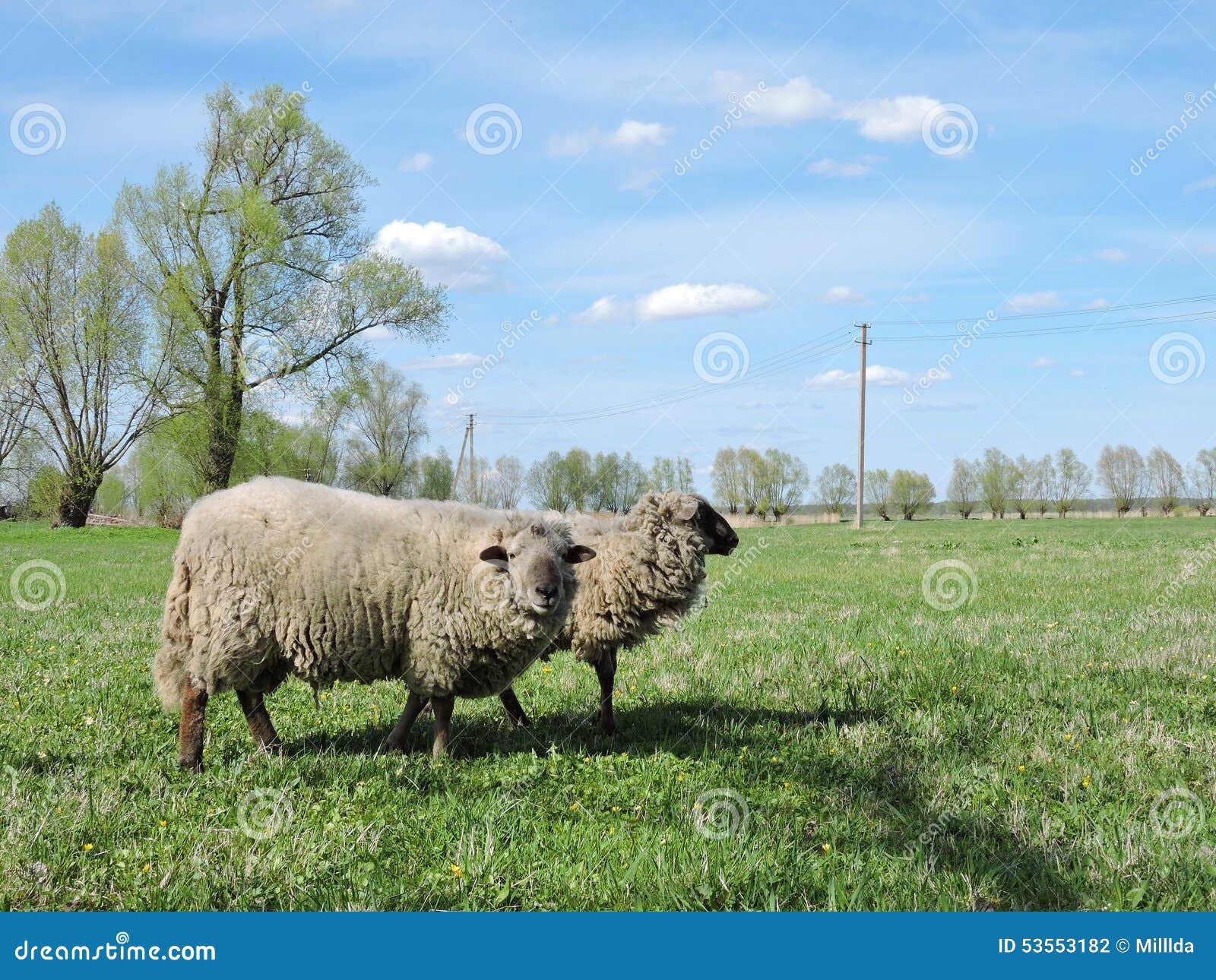 Two sheep stock photo. Image of white, natural, tree - 53553182