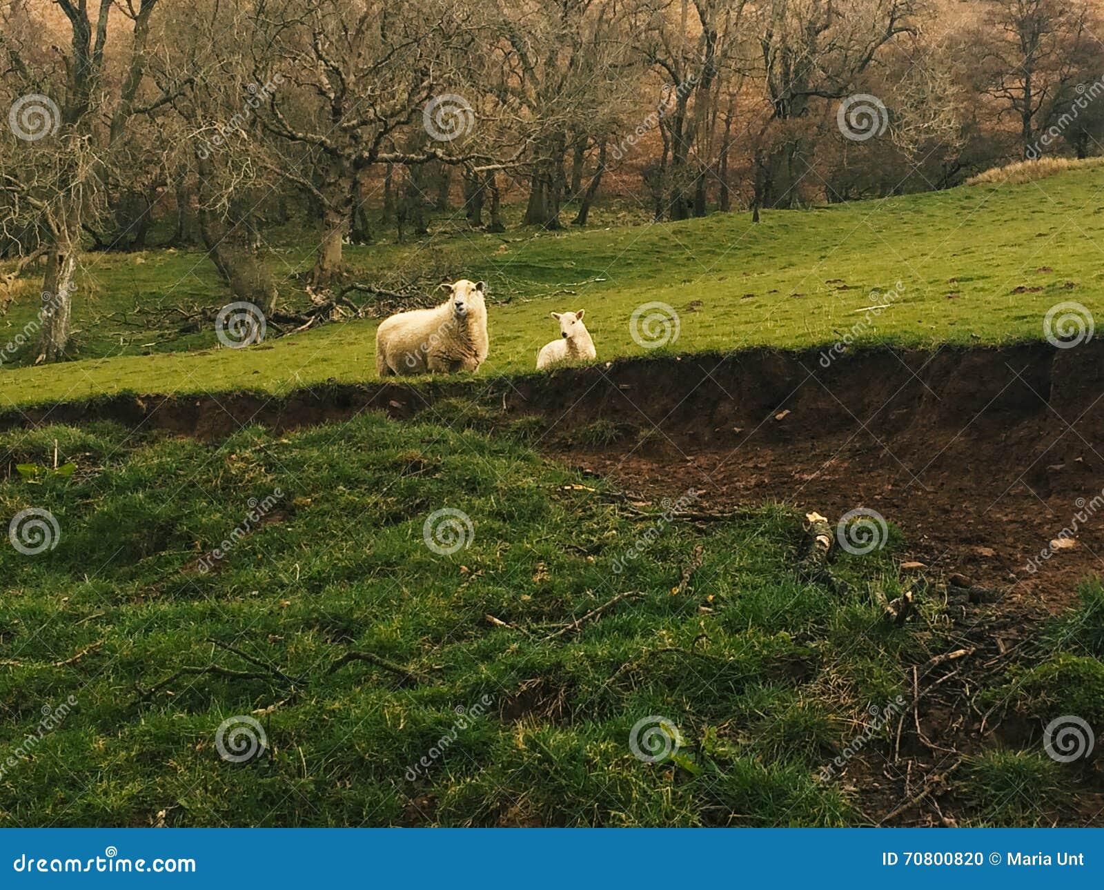 Two Sheep Pasturing on the Field, Wales Stock Photo - Image of green ...