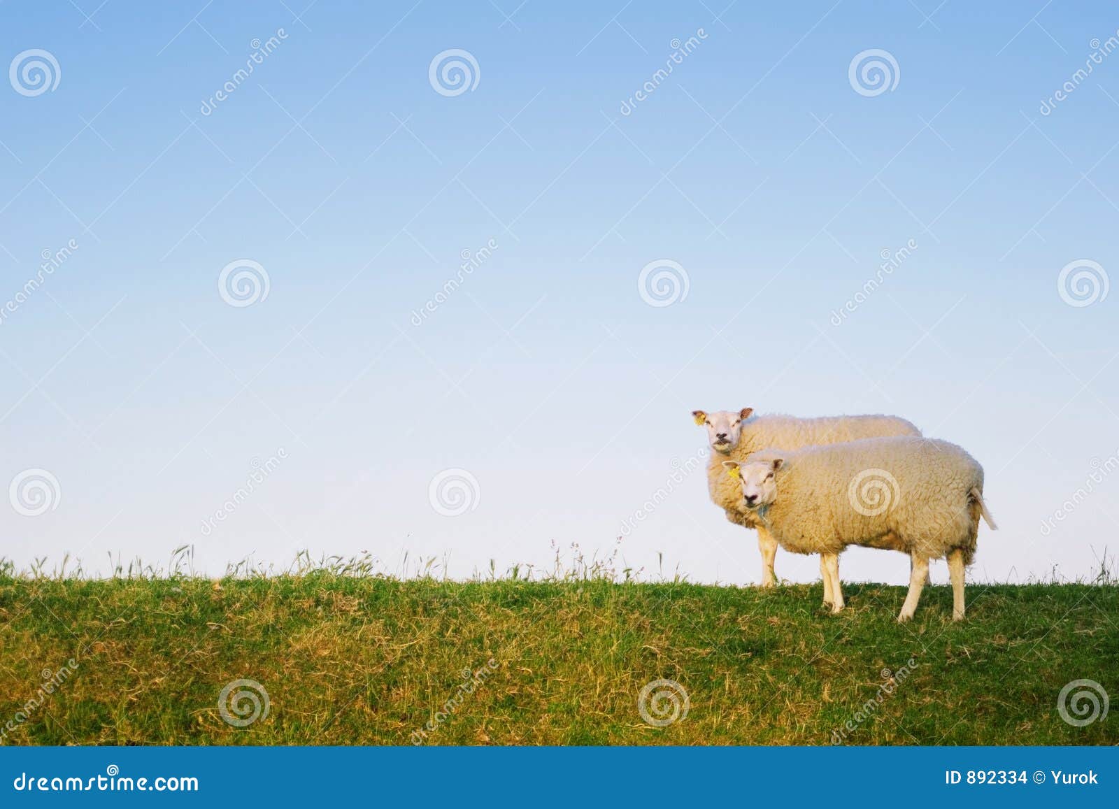 Two sheep posing stock photo. Image of farmland, family - 892334