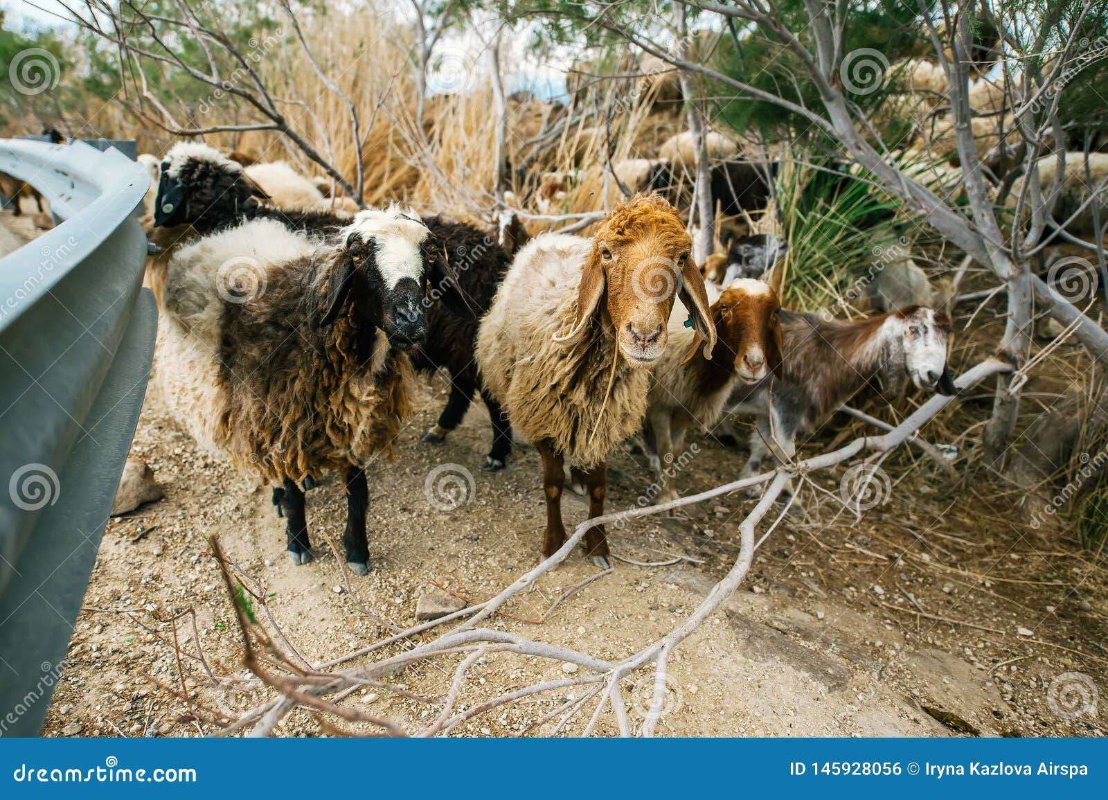 Two Sheep Posing on Pasture, Hill in Jordan Stock Photo - Image of ...
