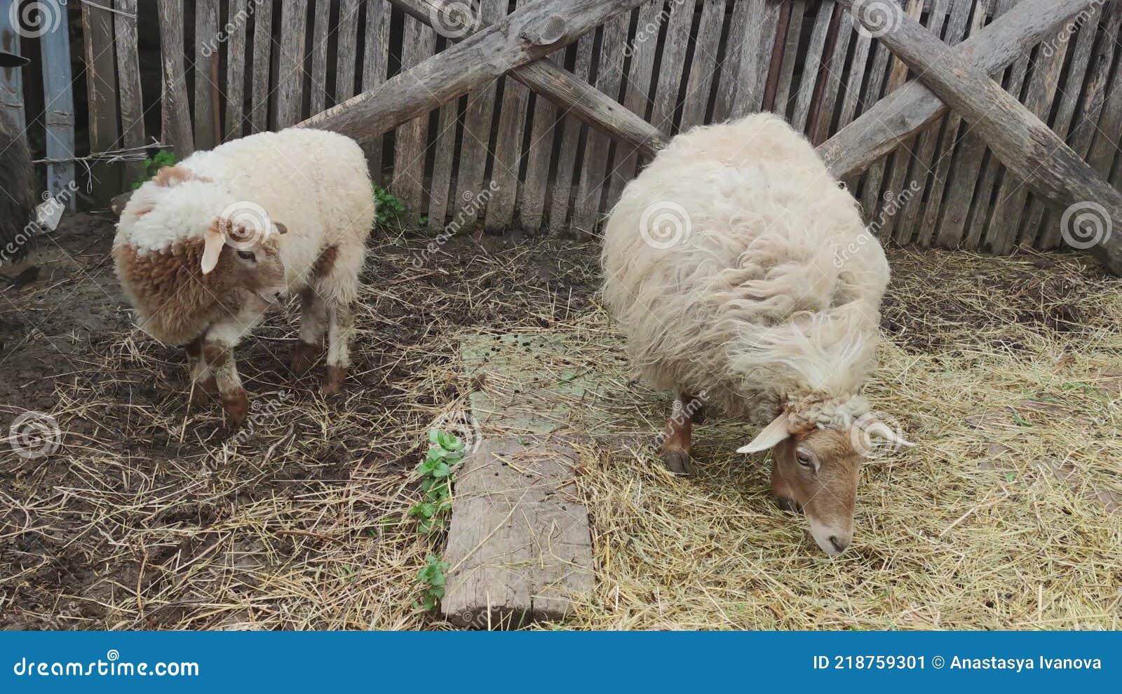 Two Sheep, a Ram and a Lamb Walk in the Barn and Get Scared, 4k Stock ...