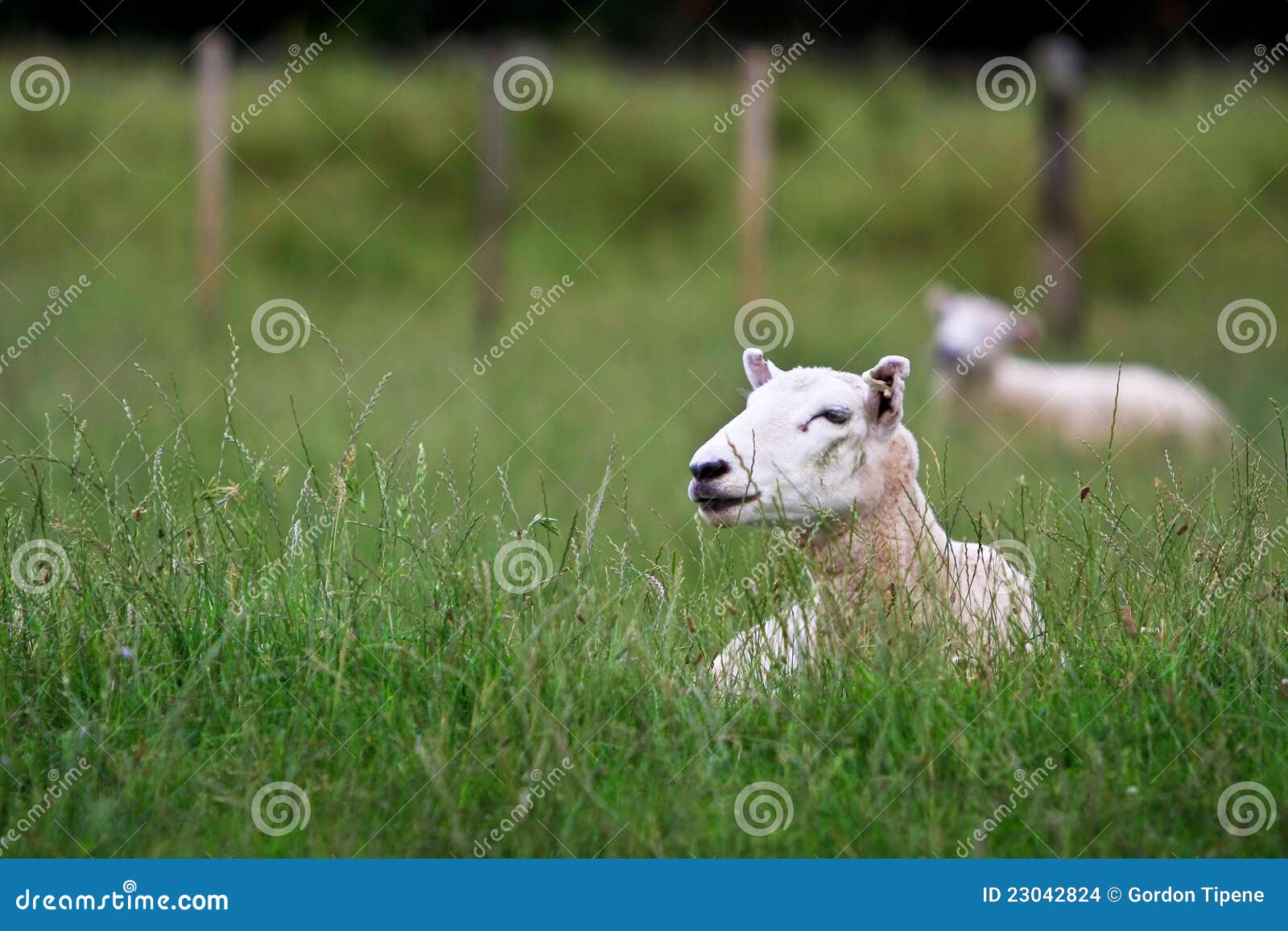 Two Sheep Resting in Long Grass Stock Photo - Image of animal, field ...