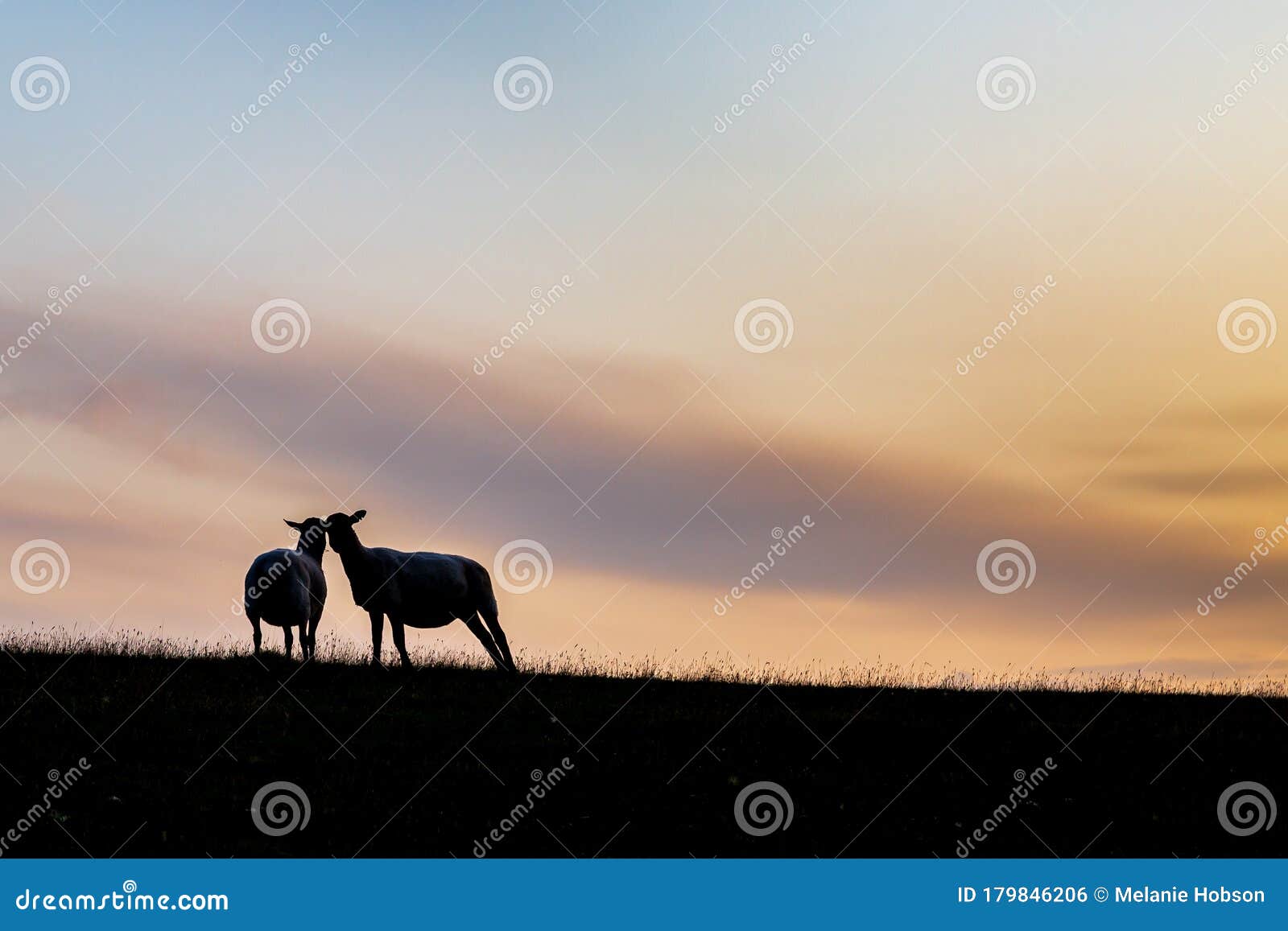Sheep at Sunset stock photo. Image of cloudscape, outdoors - 179846206