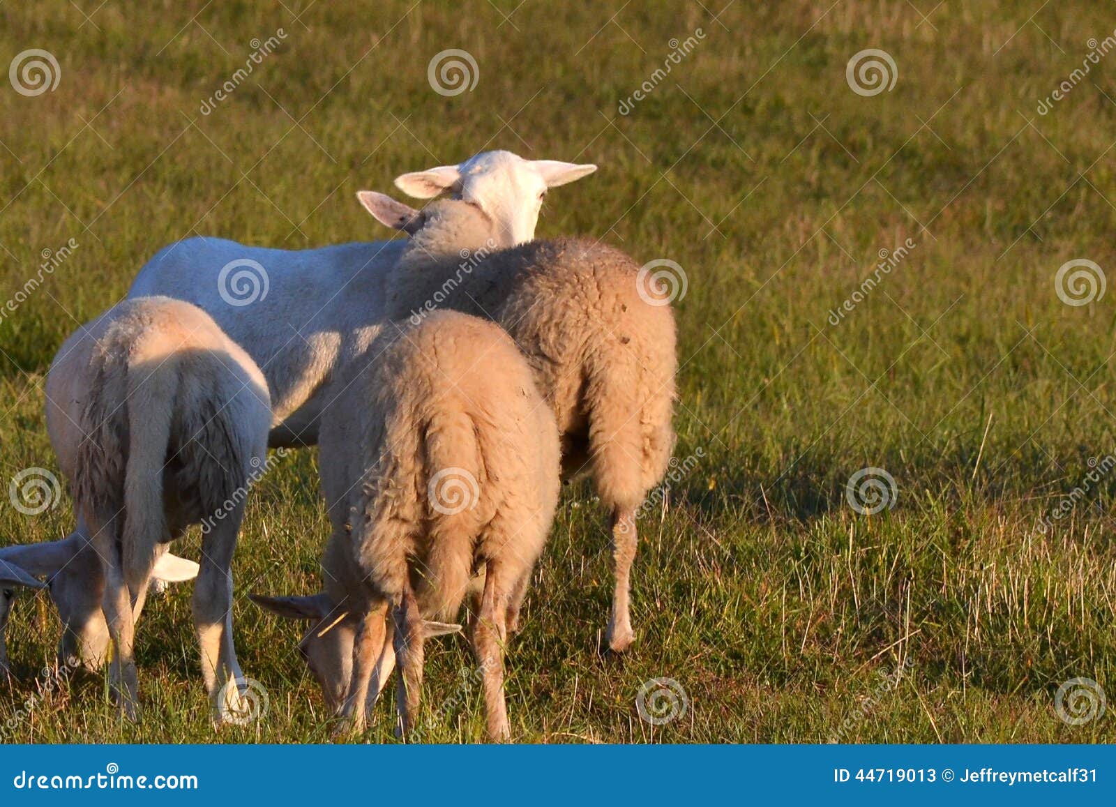 Two Sheep Showing Interaction Stock Image - Image of meek, kindness ...