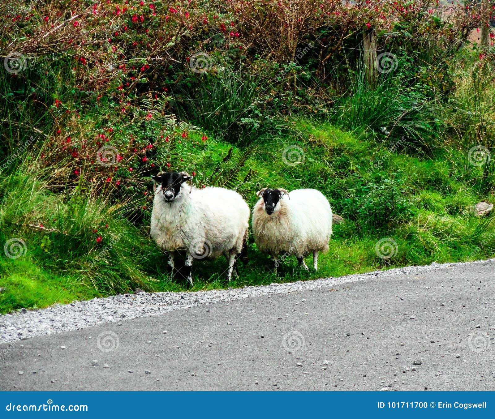 Sheep on the Road stock photo. Image of flock, road - 101711700