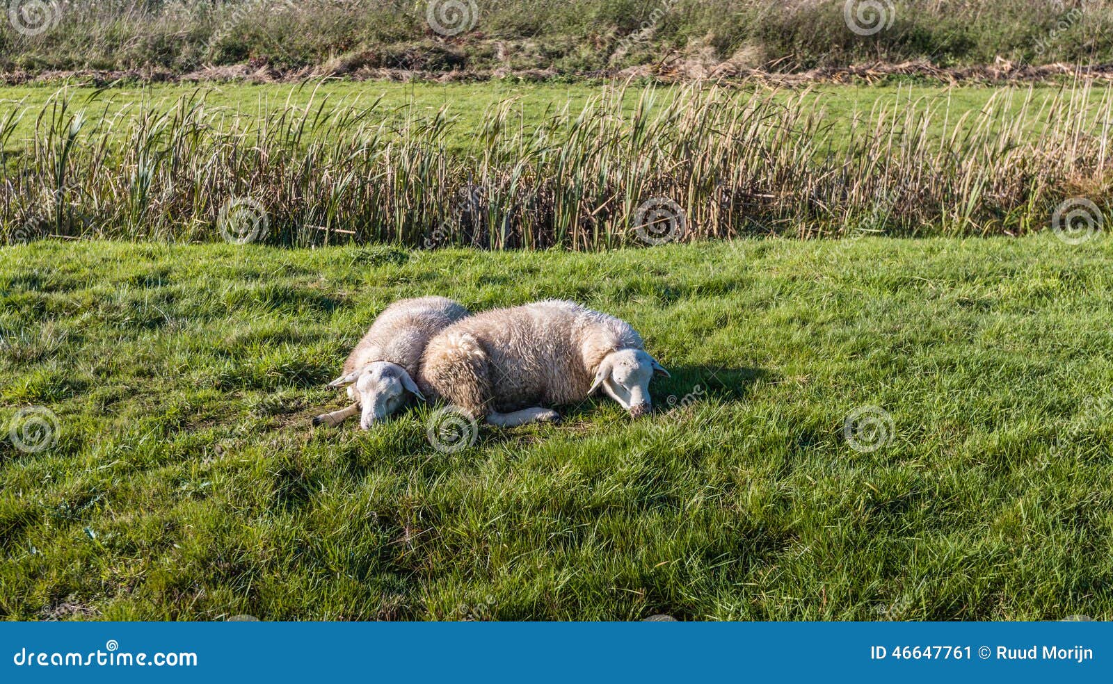 Two Sheep Sleeping Close To Each Other Stock Image - Image of fall ...