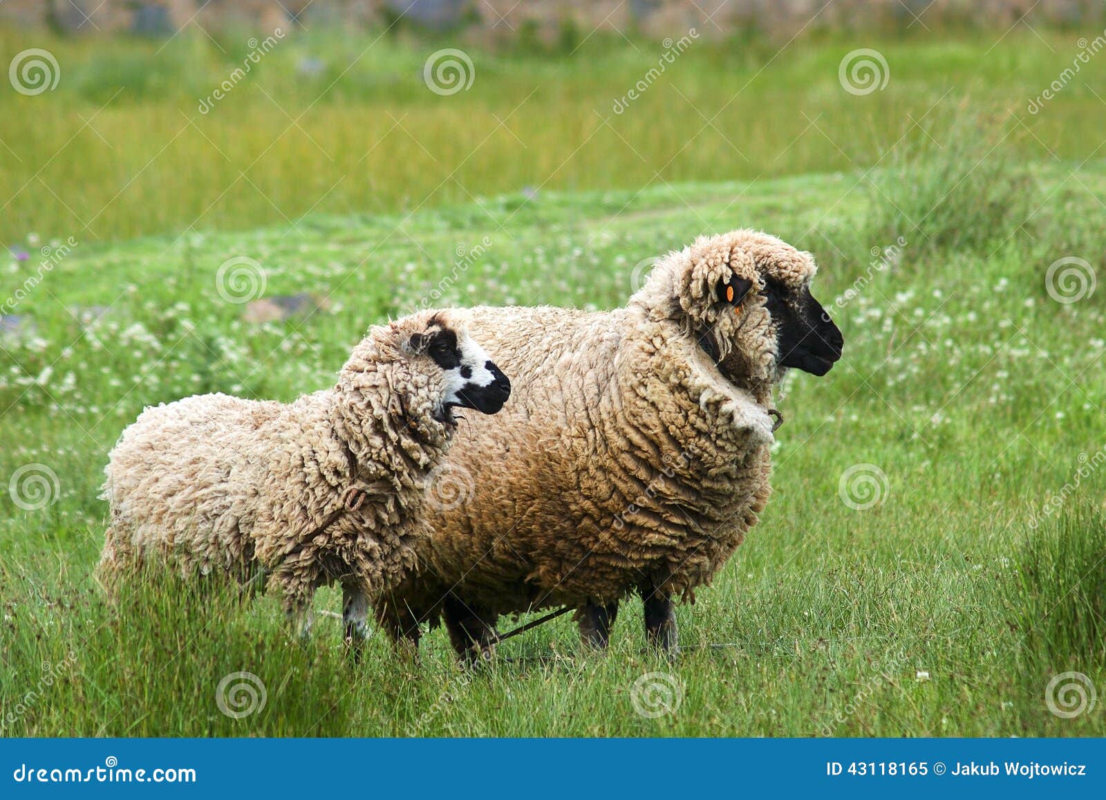 Two sheep stock image. Image of green, cute, animal, wildlife - 43118165