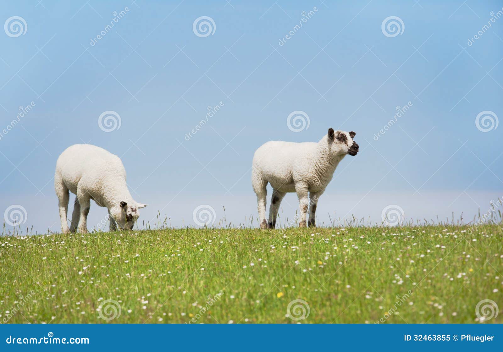 Two Sheep Standing Looking on the Stock Image - Image of soft, seawall ...
