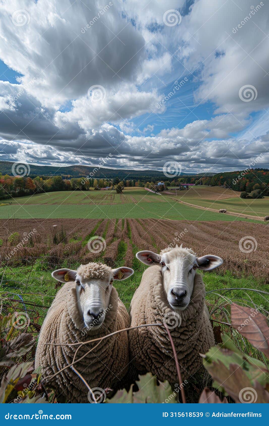 Two Sheep are Standing Next To Each Other in a Field Stock Image ...