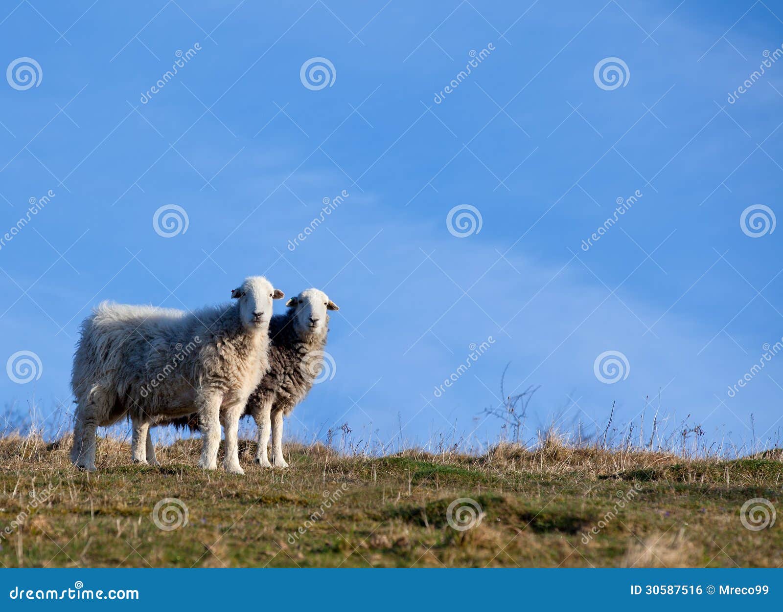 Two Sheep Standing Together Stock Photo - Image of together, shaggy ...