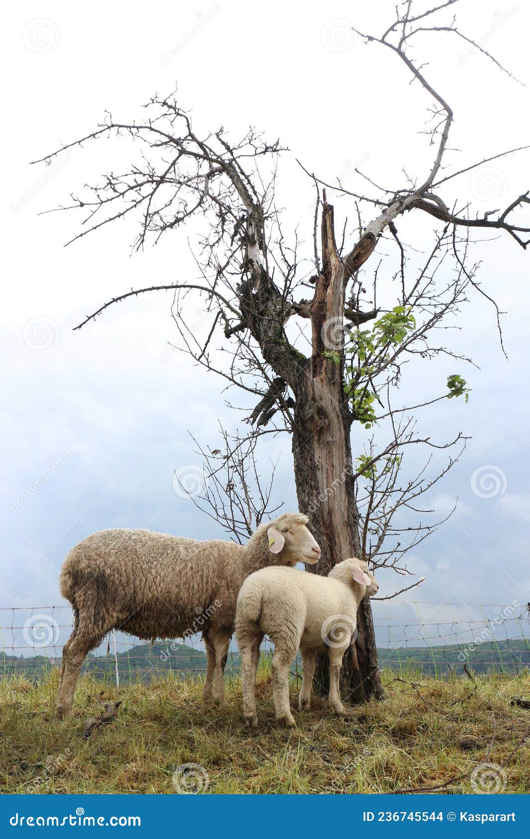 Two Sheep Standing Under a Bare Tree Stock Photo - Image of farm, sheep ...