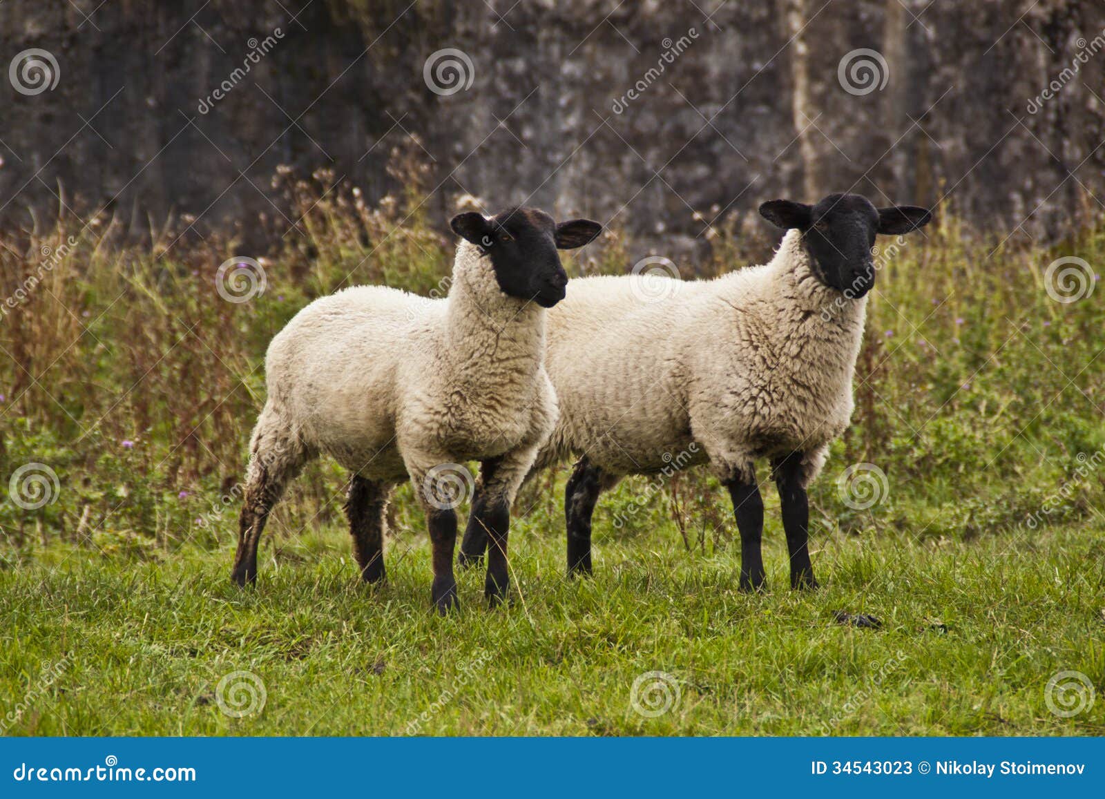 Two Sheep Staring at Something Stock Image - Image of farm ...