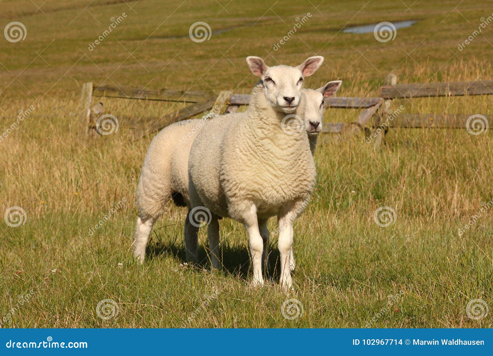 Two Sheep on a stock photo. Image of sheep, animal, agriculture - 102967714