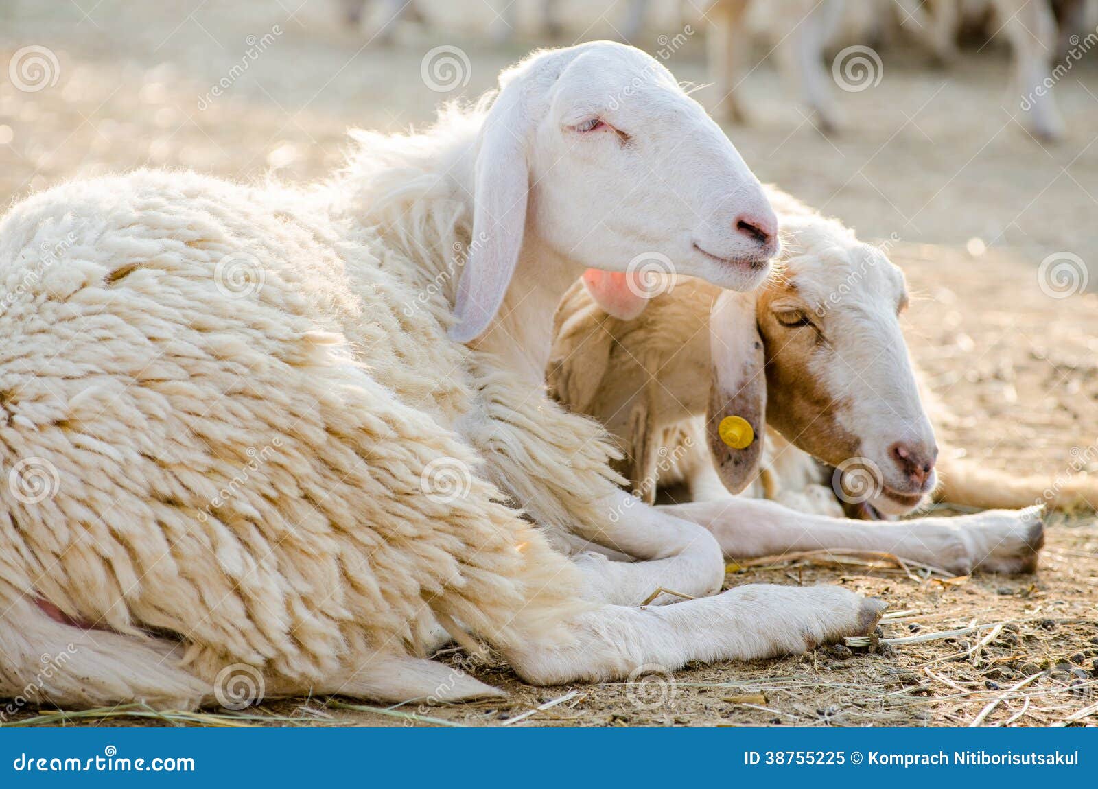 Two sheep stock image. Image of baby, field, animals - 38755225