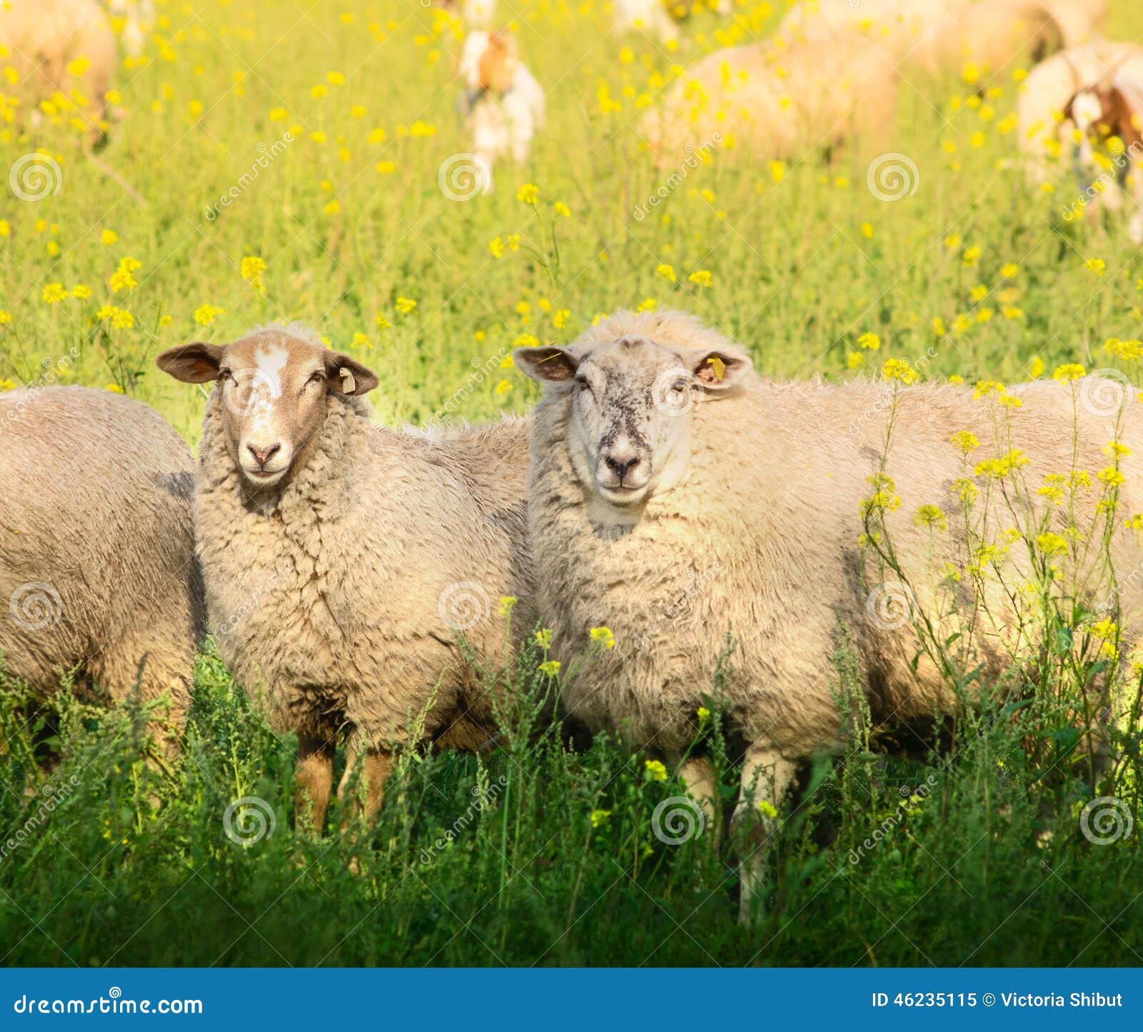 Two Sheep with Thick Fur on Summer Pasture Stock Image - Image of ...
