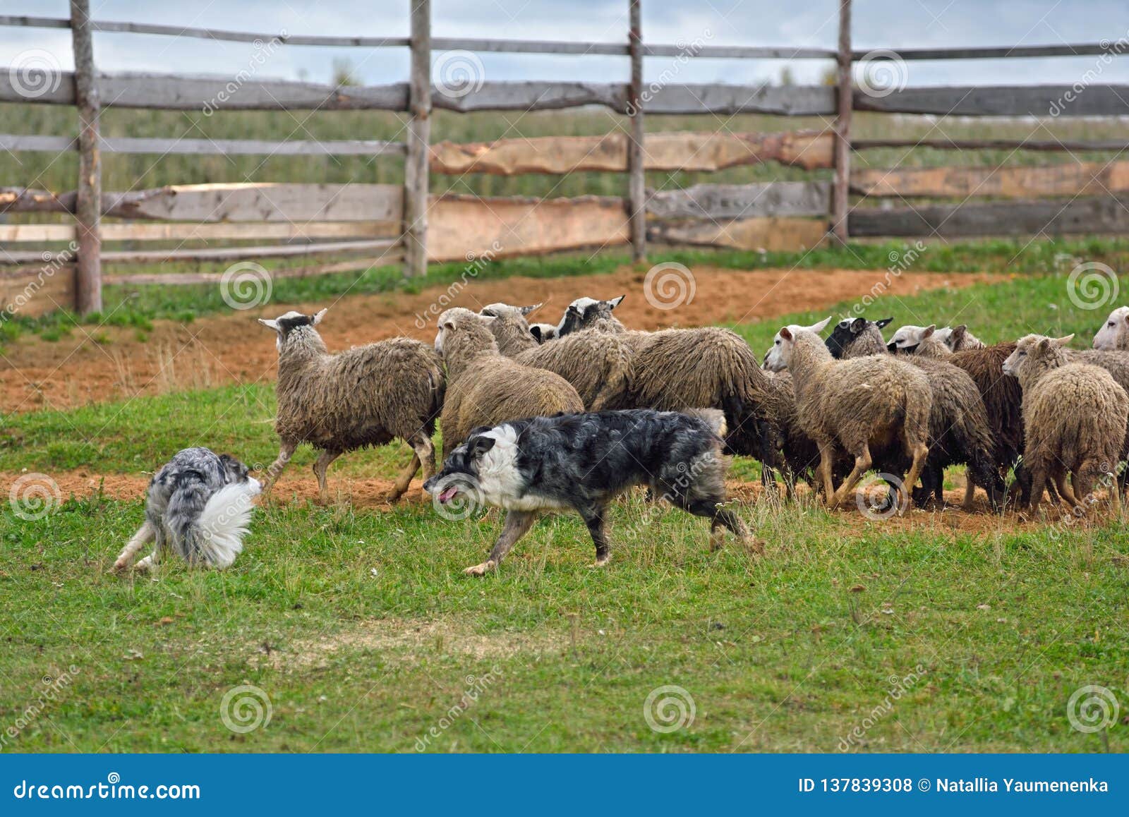 Two Sheepdogs working stock photo. Image of outdoors - 137839308