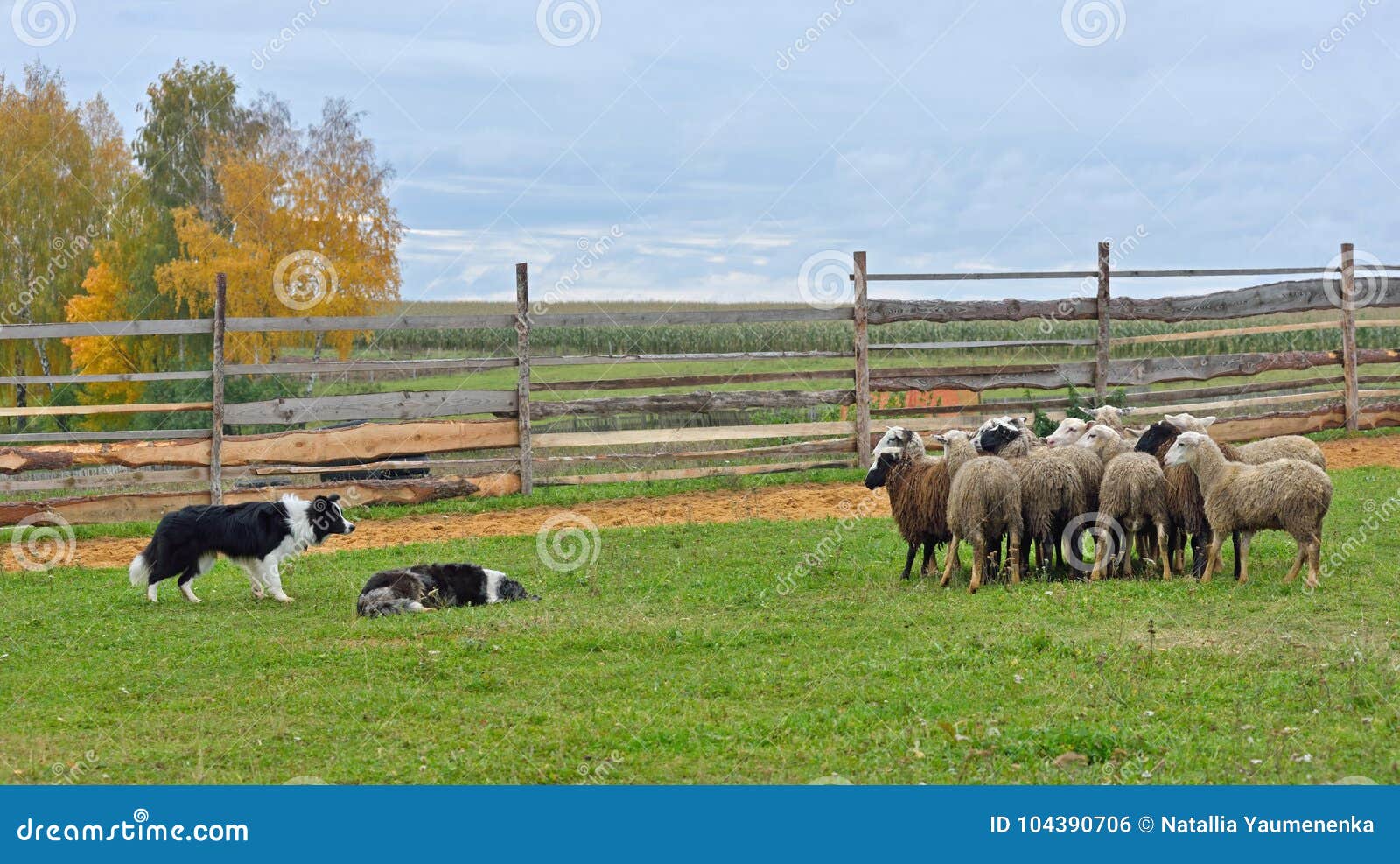 Two Sheepdogs working stock photo. Image of black, grass - 104390706