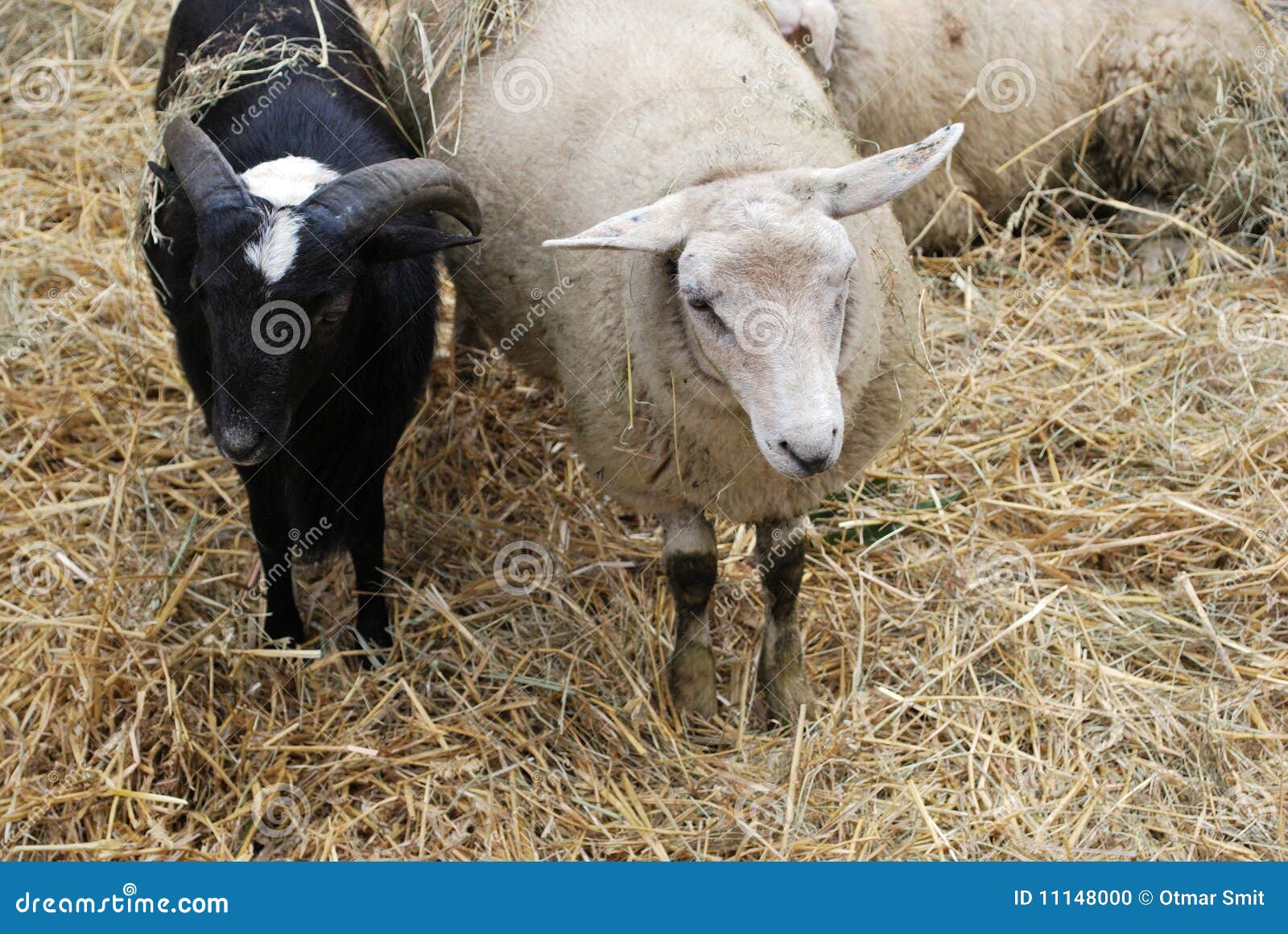Two Sheeps Stock Photo | CartoonDealer.com #11148000