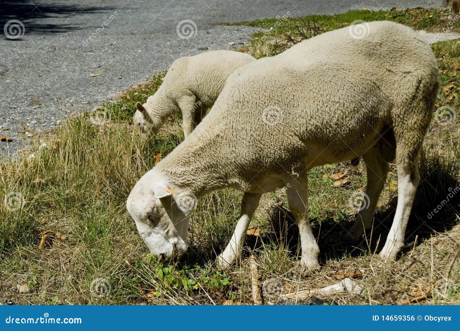 Two sheeps stock photo. Image of sheep, farming, country - 14659356