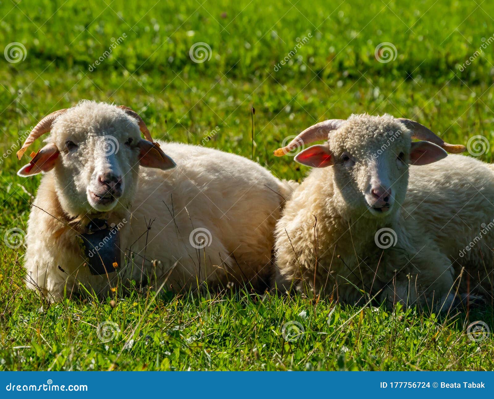 Two Sheeps Laying and Resting on the Meadow Stock Photo - Image of ...