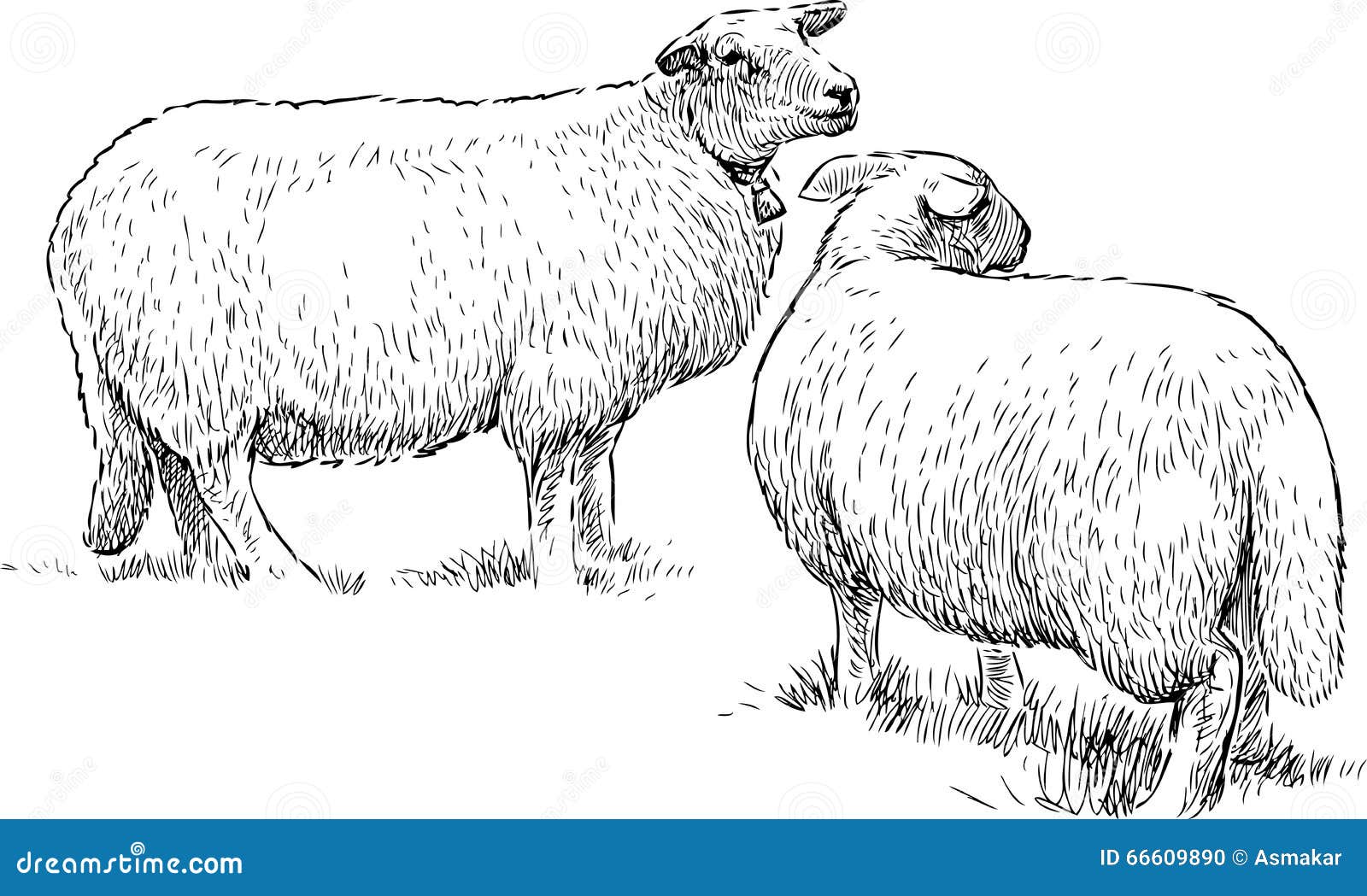 Two sheeps on the pasture stock vector. Illustration of sheeps - 66609890