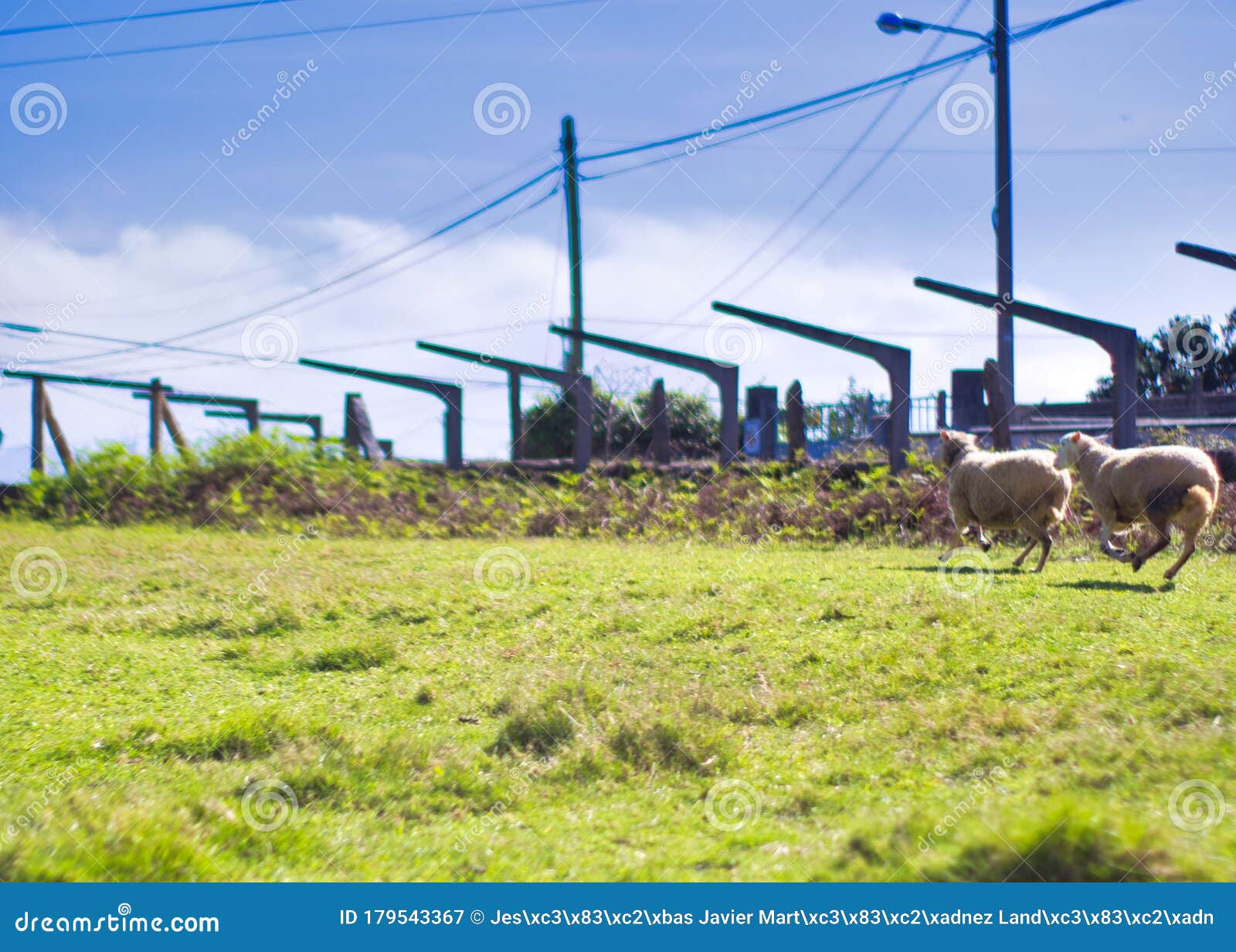 Sheeps Running Free in a Field Stock Image - Image of race, nature ...