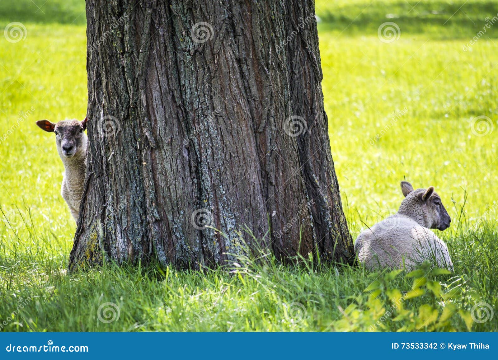 Two Sheeps Resting Under a Big Tree in Summer Stock Photo - Image of ...